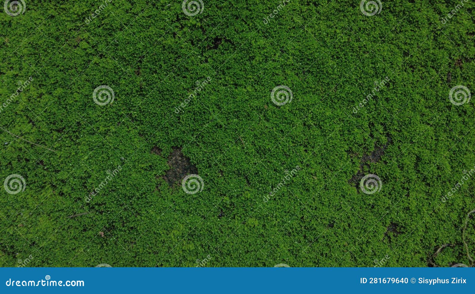 Tortula Muralis Moss on a Wall Stock Photo - Image of growth, fresh ...