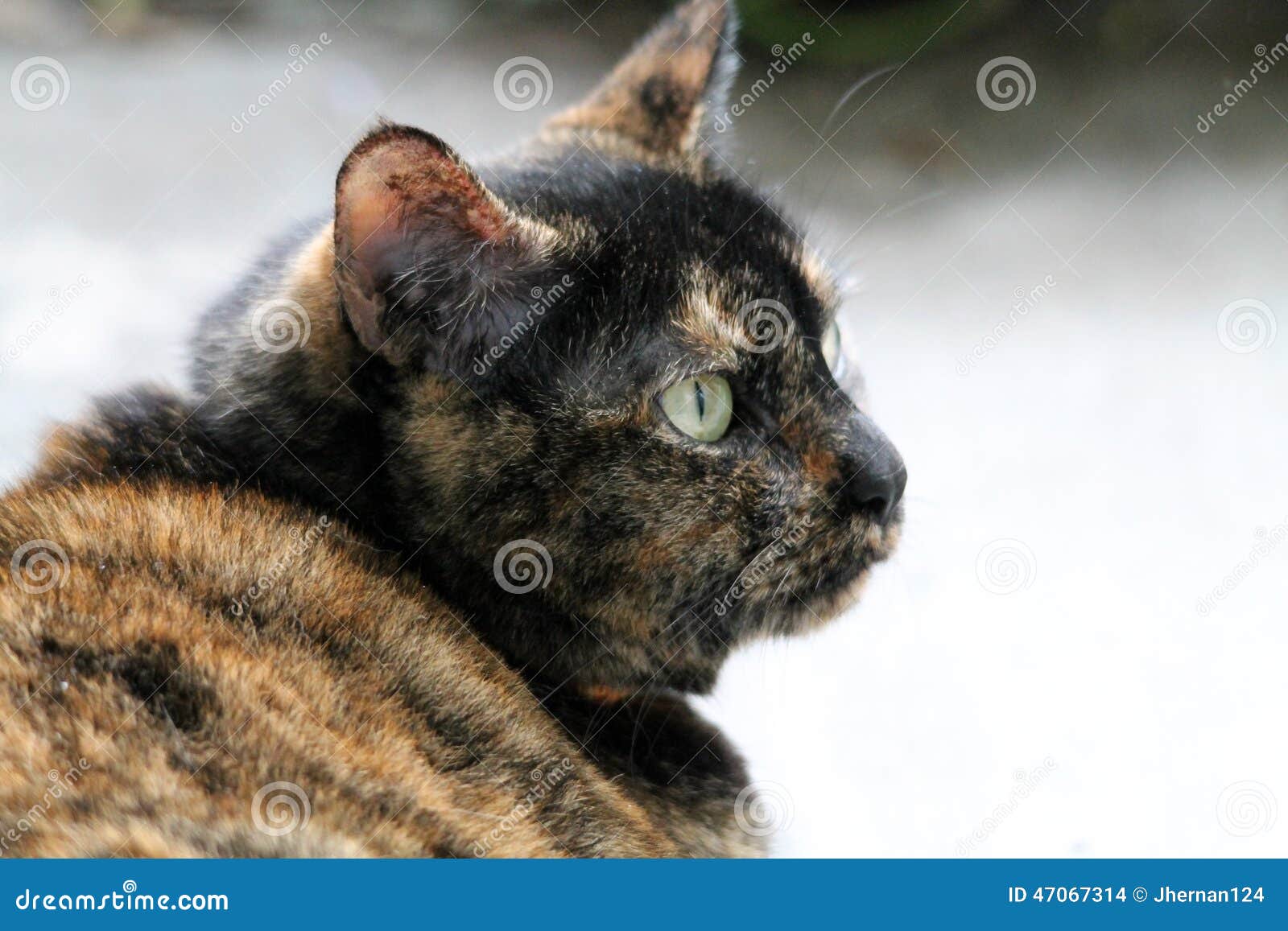 Torty Cat Portrait Stock Photography | CartoonDealer.com #48391724
