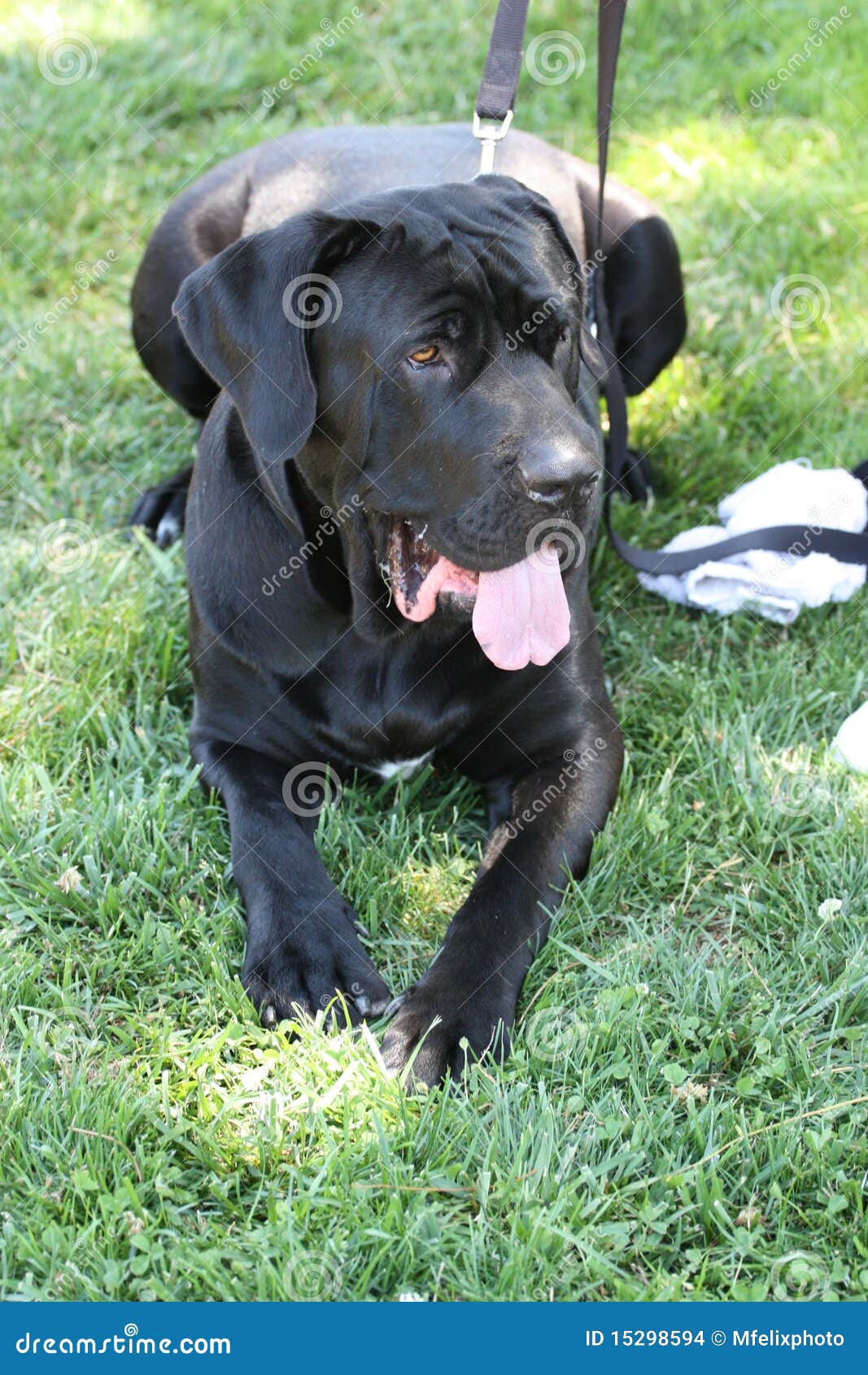 Tosa Inu Dog stock photo. Image of collar, guarding, guard - 15298594