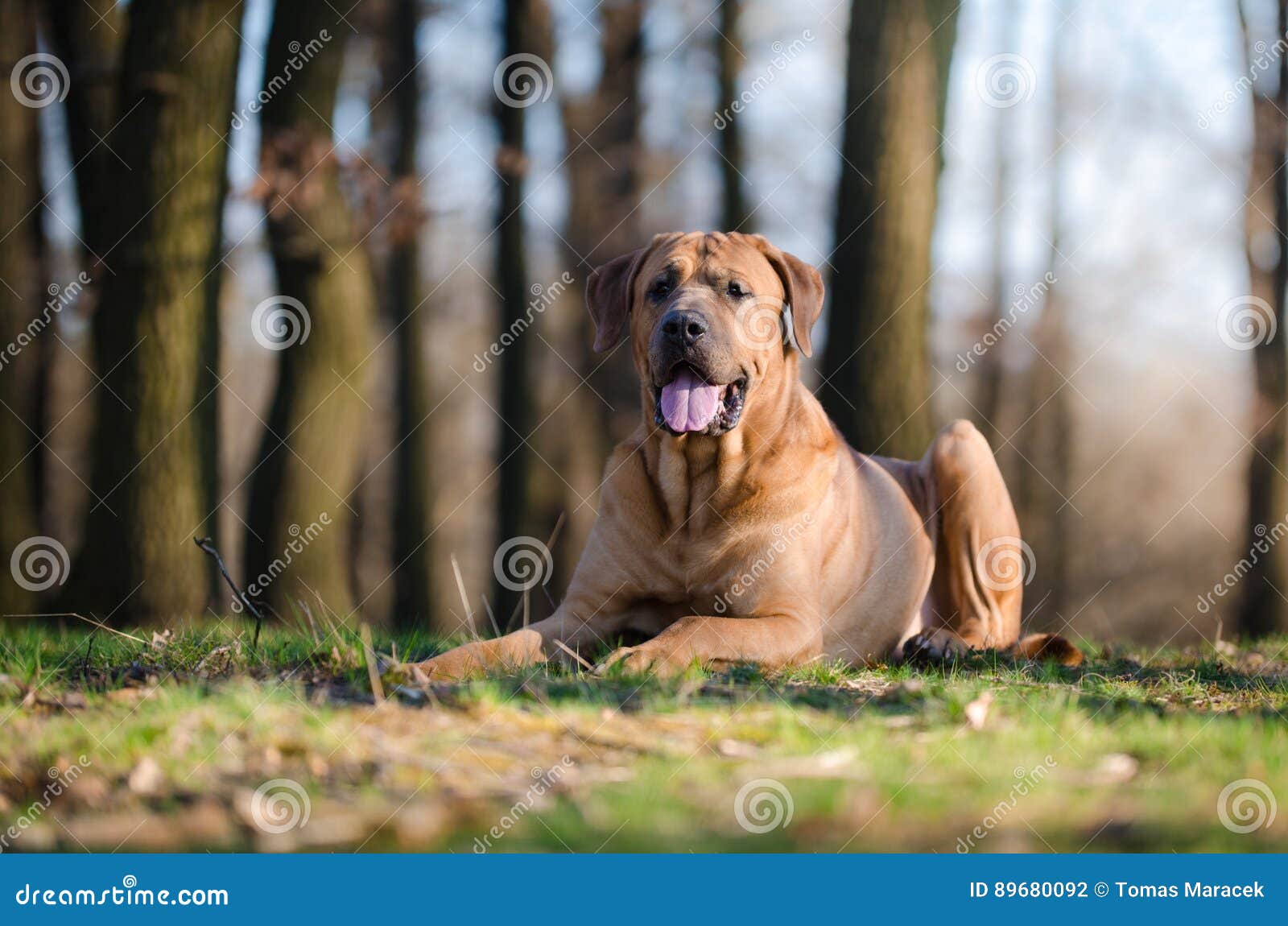 Tosa inu dog stock photo. Image of park, canine, grass - 89680092