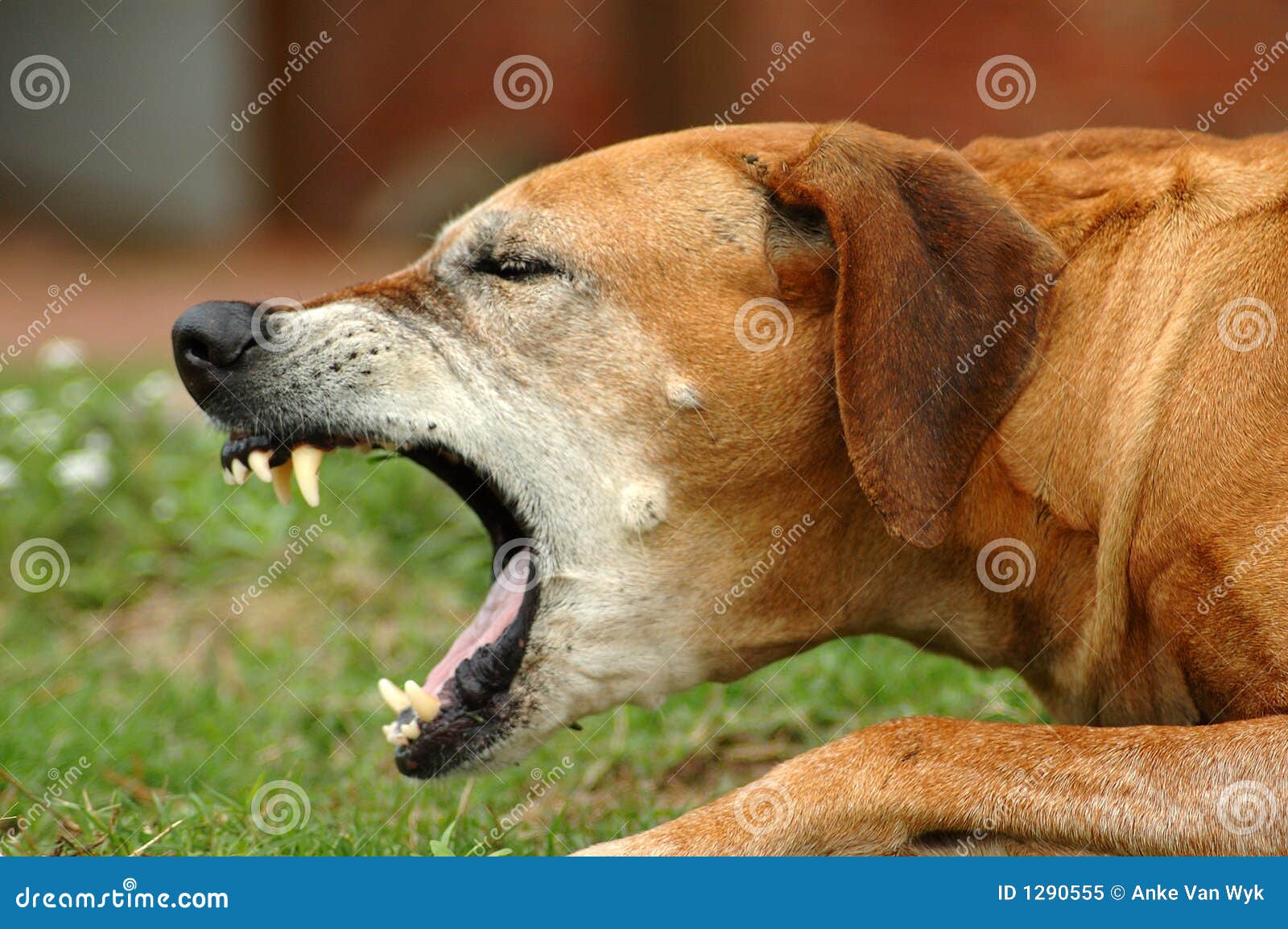 Toser el perro imagen de archivo. Imagen de doméstico - 1290555