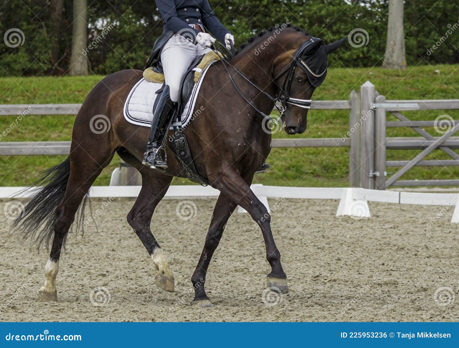 Bay dressage horse stock photo. Image of event, motion - 225953236