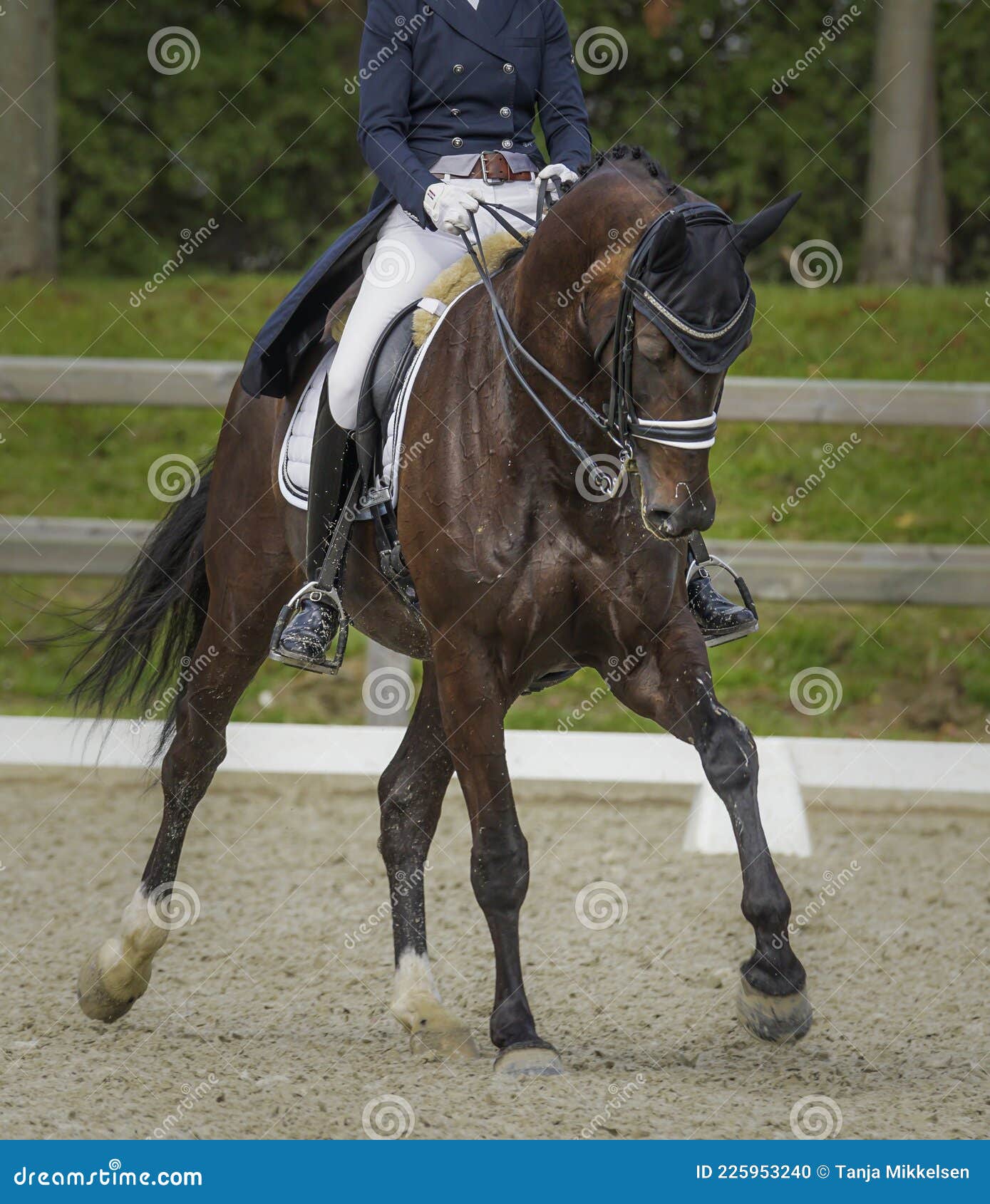 Bay dressage horse stock photo. Image of beauty, motion - 225953240