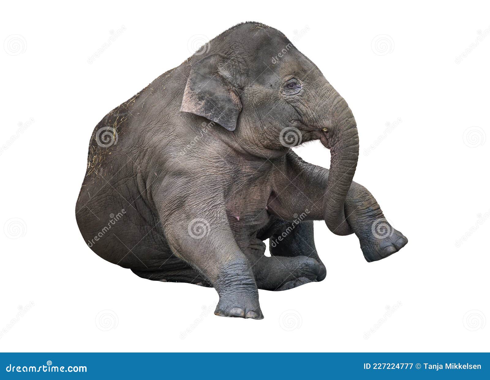 Elephant sitting stock image. Image of sitting, jungle - 227224777