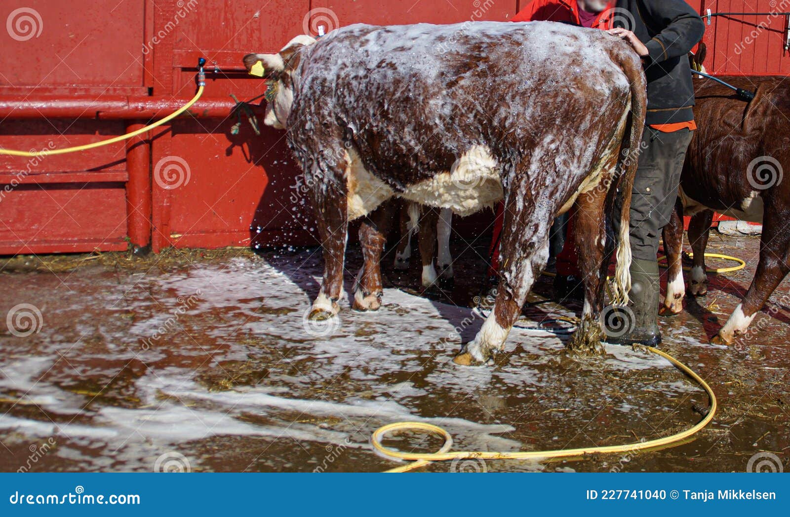 Cow being washed stock photo. Image of cows, purebred - 227741040