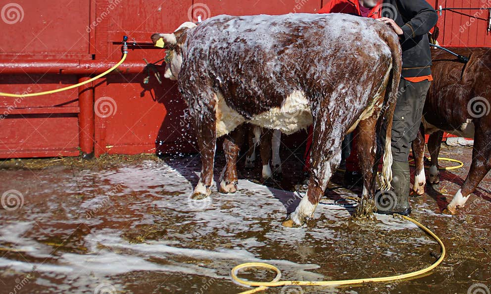 Cow being washed stock photo. Image of cows, purebred - 227741040
