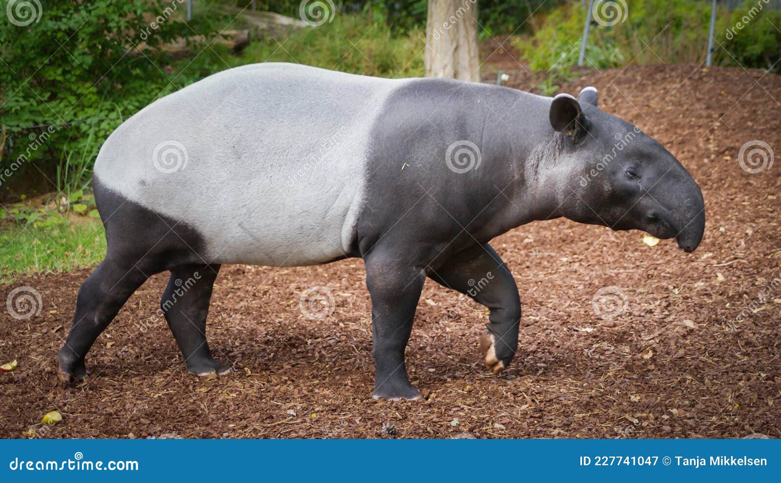 Hoof Of The Malayan Tapir Tapirus Indicus Stock Photo | CartoonDealer ...