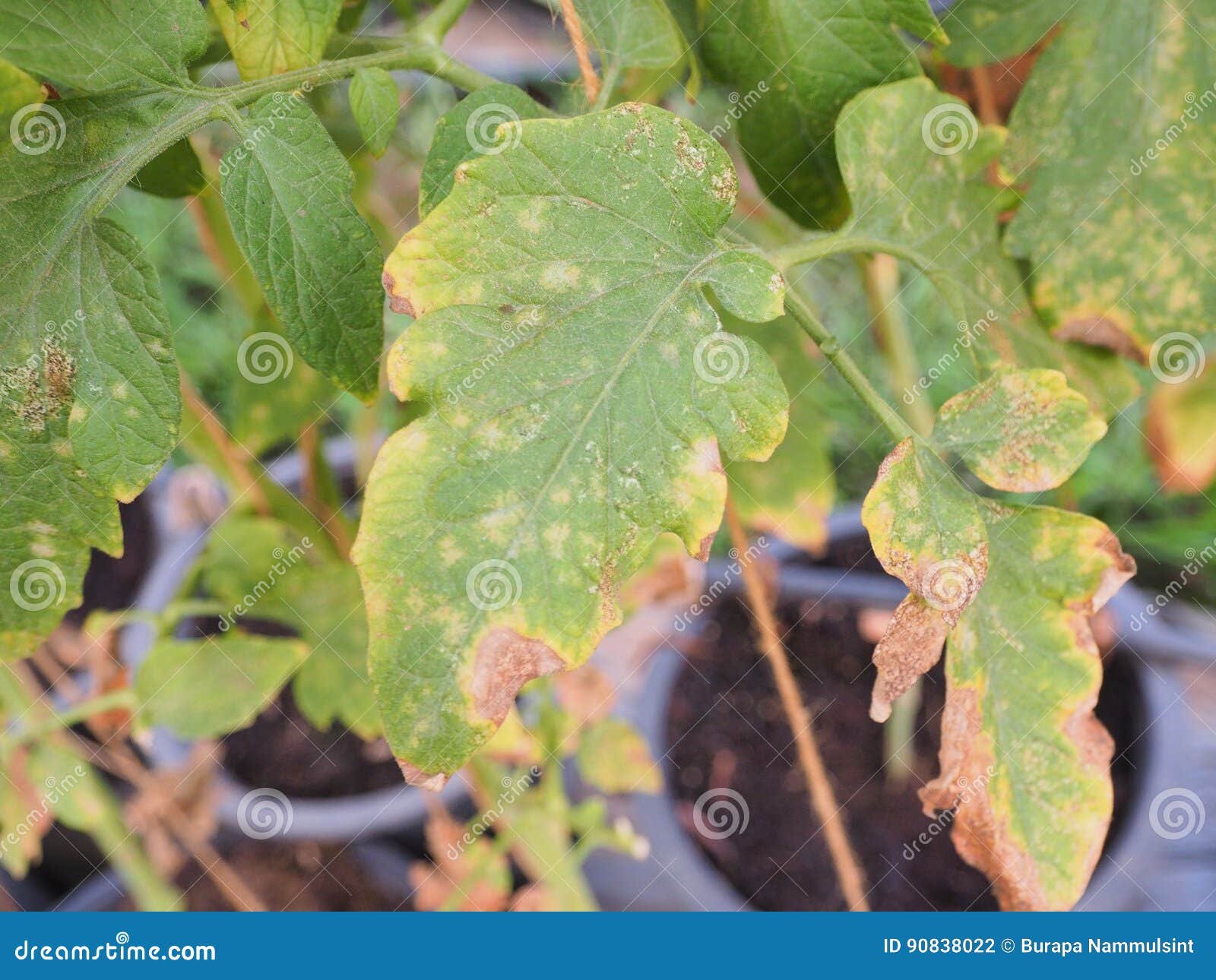 Tospovirus in Bitter Tomato, Transmitted by the Thrips. Stock Photo ...
