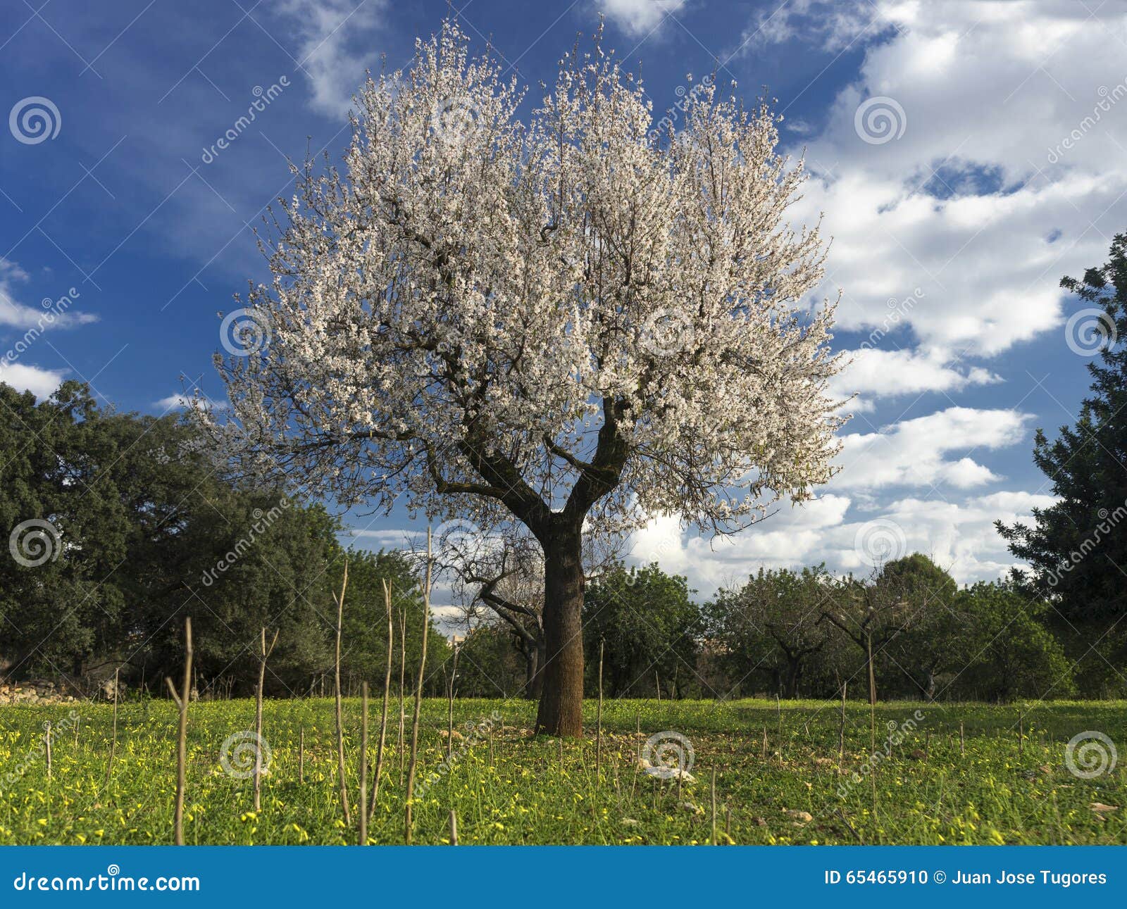 Tot Bloei Komende Amandelboom Stock Foto - Image of gebied, eilanden ...