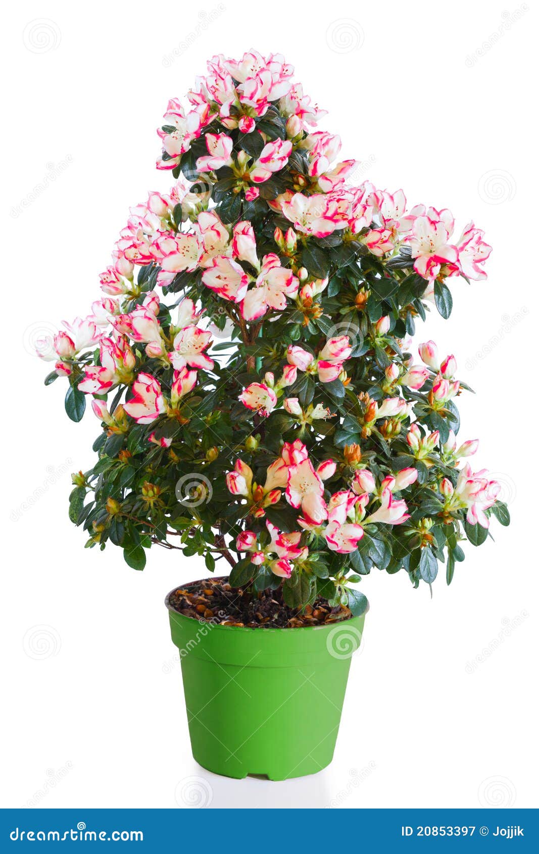 Tot Bloei Komende Installatie Van Azalea Stock Afbeelding - Image of ...