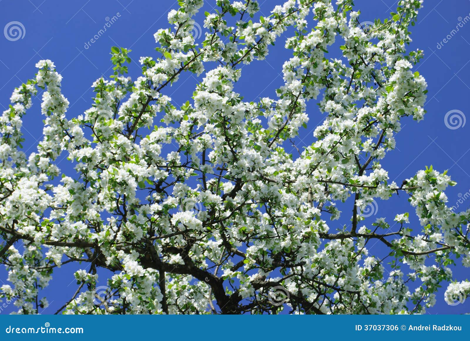 Tot Bloei Komende Peer-boom Stock Foto - Image of bloesem, nave: 37037306