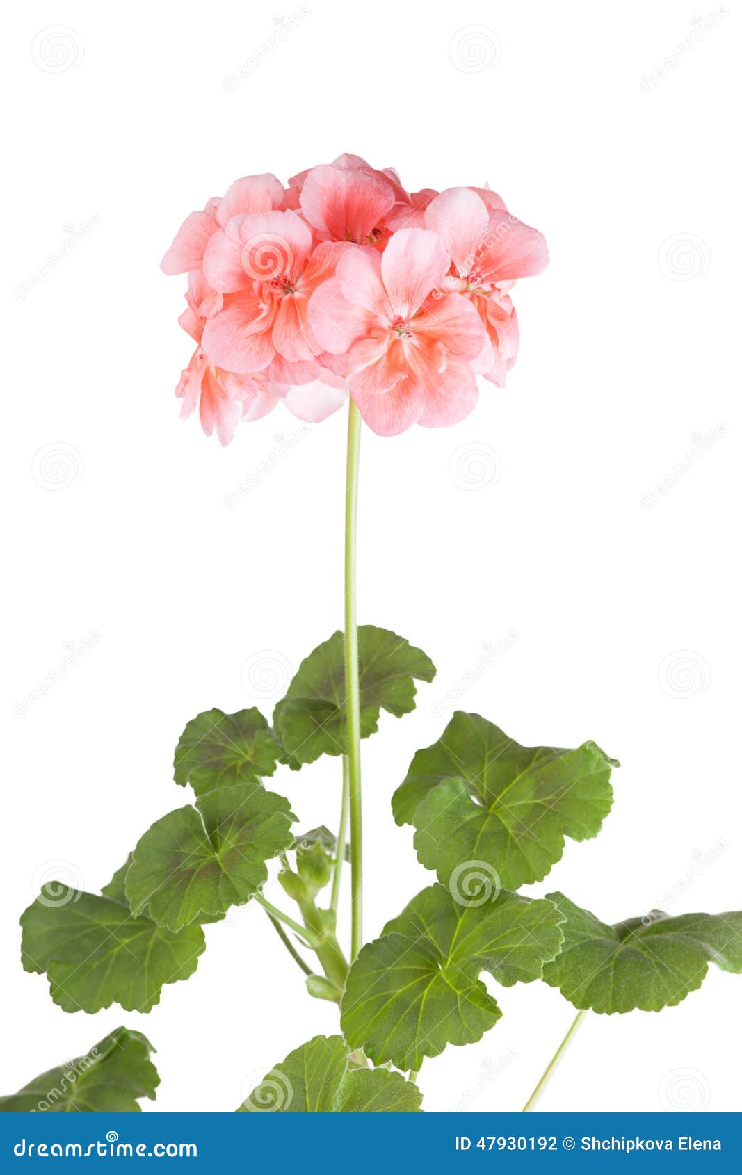 Tot Bloei Komende Roze Geranium Stock Foto - Image of tuin, trillend ...