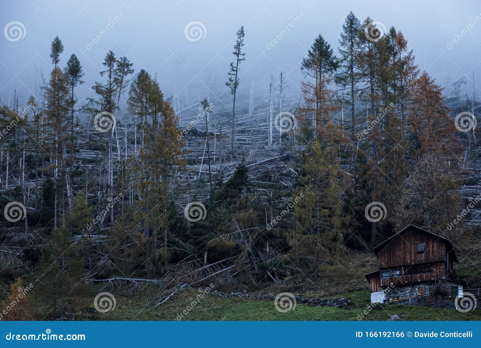 The Total Devastation Caused by the Vaia Storm in October 2018, in the ...