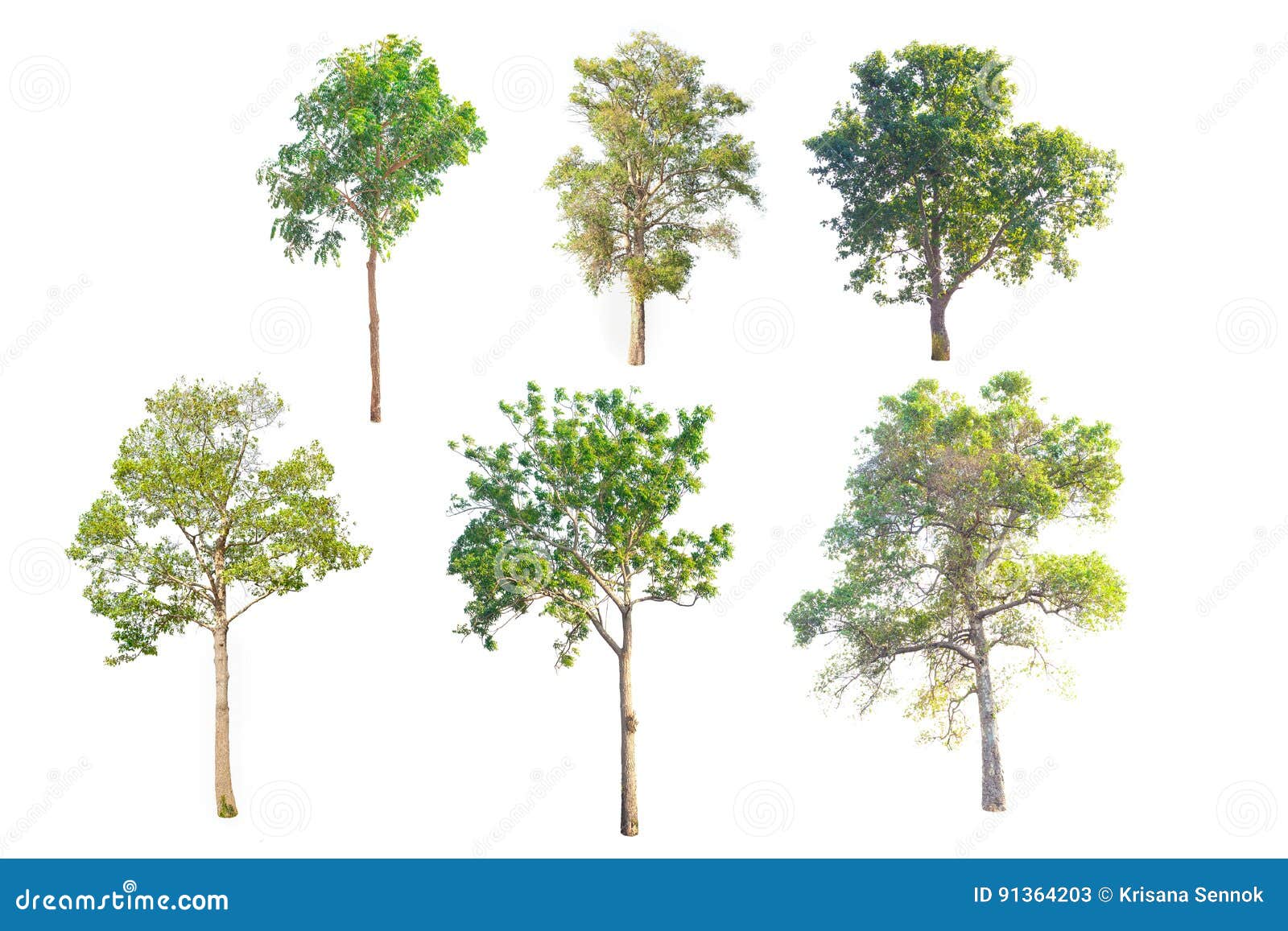 Total Group tree stock image. Image of plant, abstract - 91364203