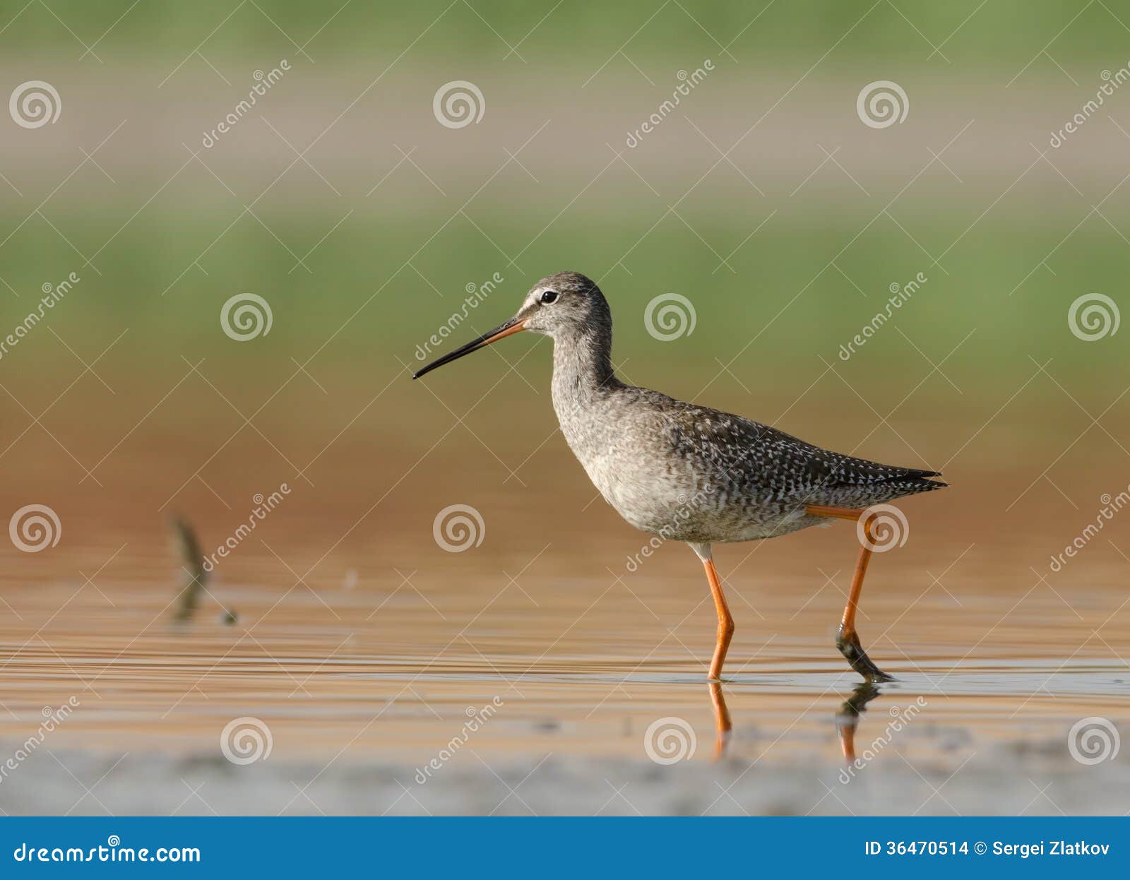 Totanus del Tringa foto de archivo. Imagen de hermoso - 36470514
