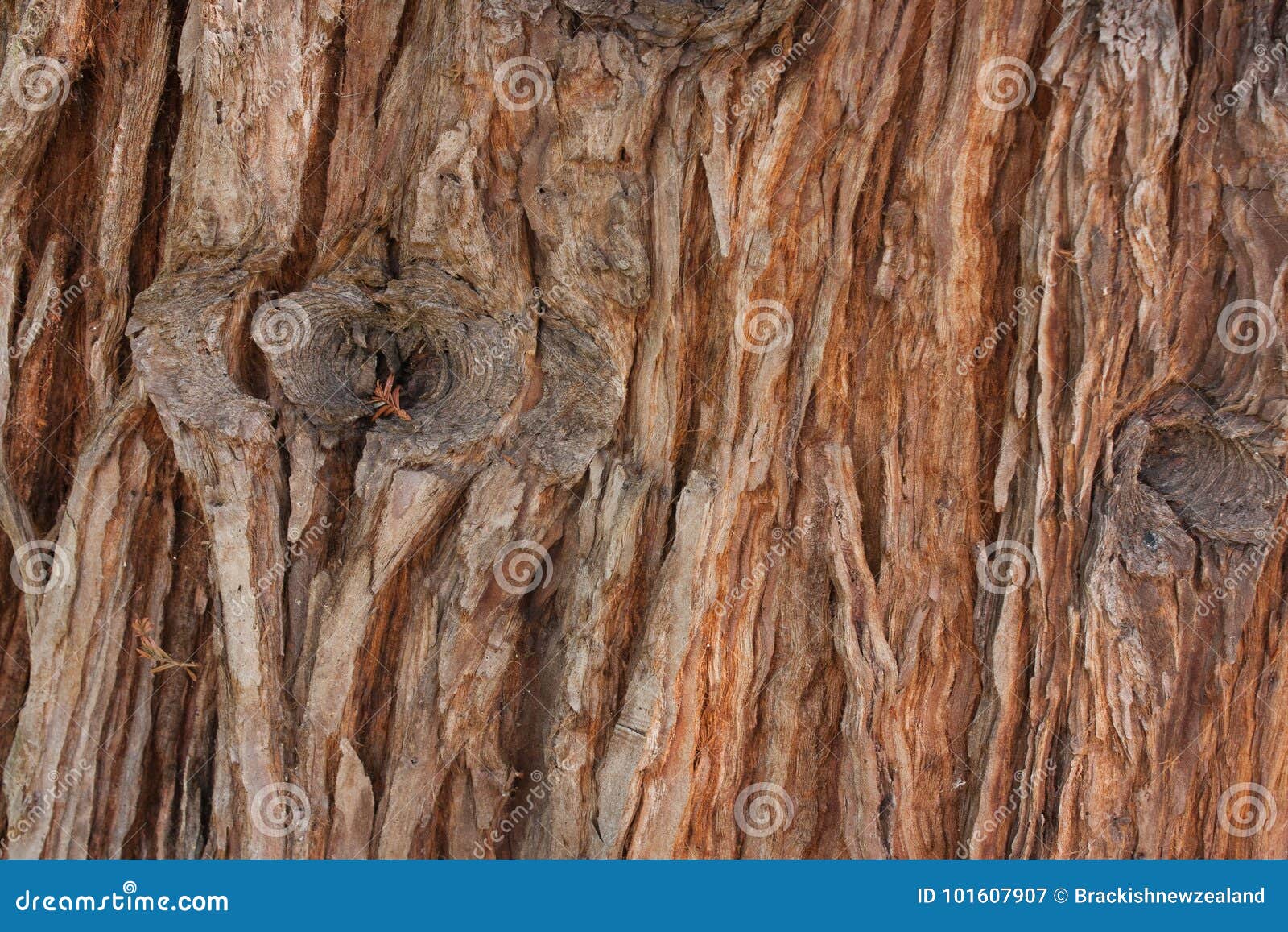 Totara Bark stock image. Image of texture, tree, rough - 101607907