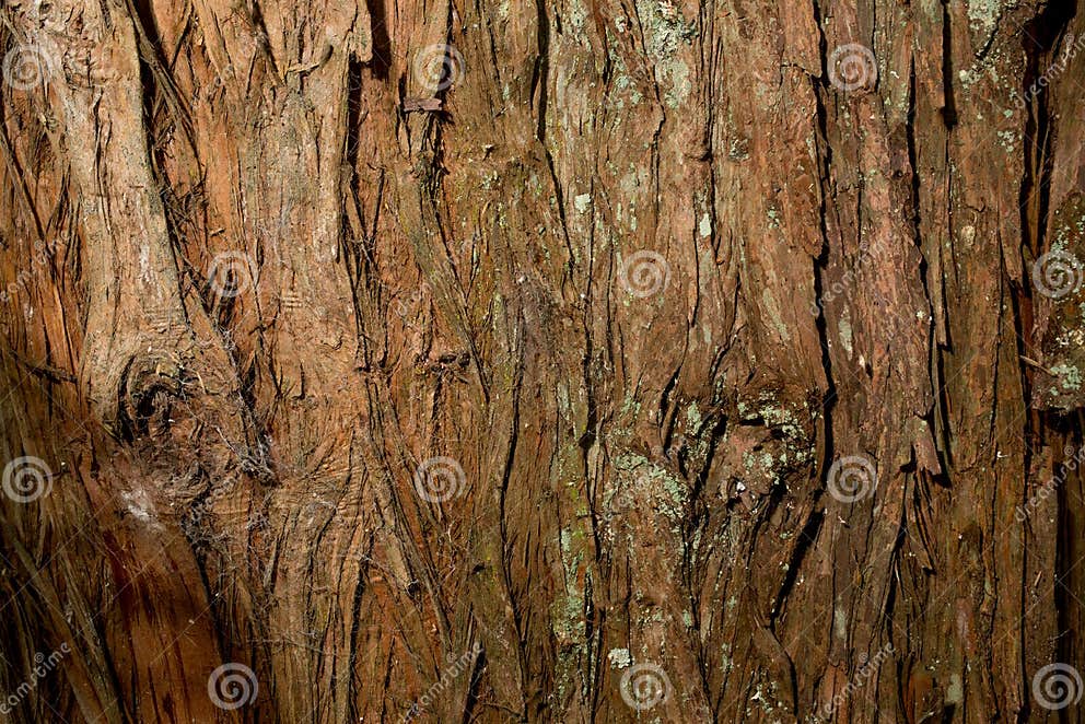 Totara tree bark texture stock image. Image of tree, wood - 83724333