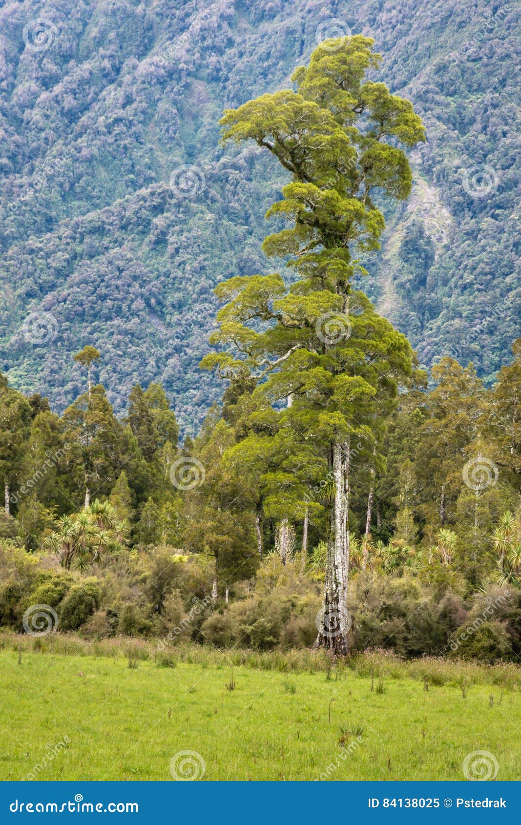 Totara Tree Growing in Rainforest Stock Image - Image of rainforest ...