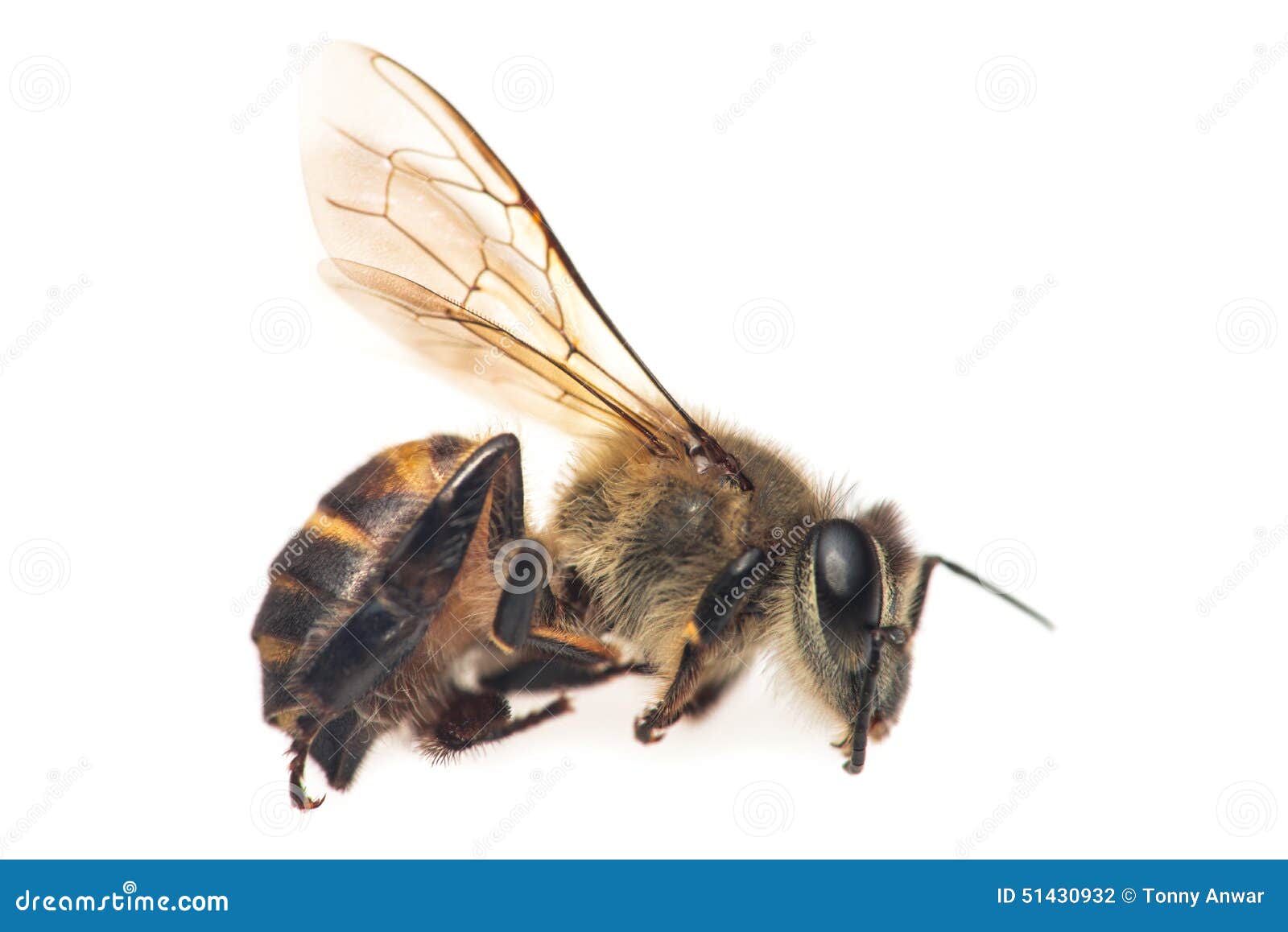 Tote Biene stockfoto. Bild von makro, unfall, zurückgezogen - 51430932