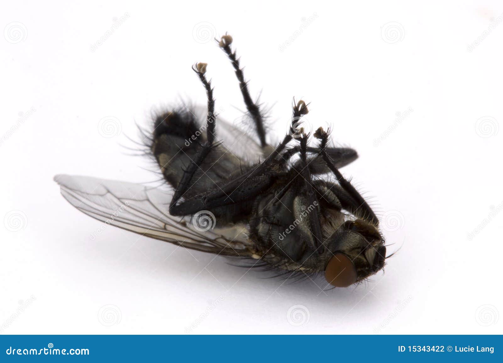 Tote Fliege über Weiß stockfoto. Bild von insekt, summen - 15343422