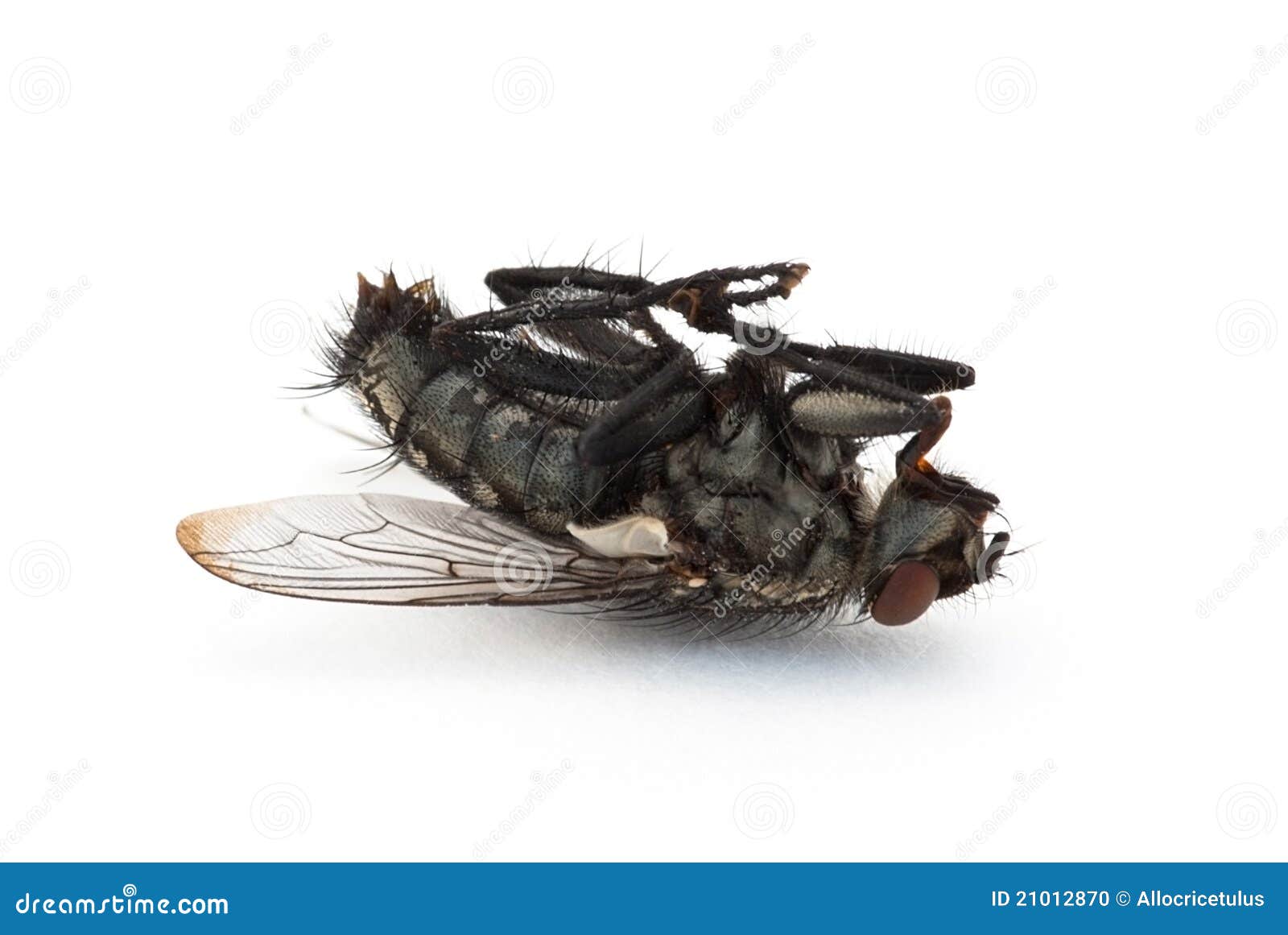 Tote Fliege stockfoto. Bild von blätterte, plage, würfel - 21012870