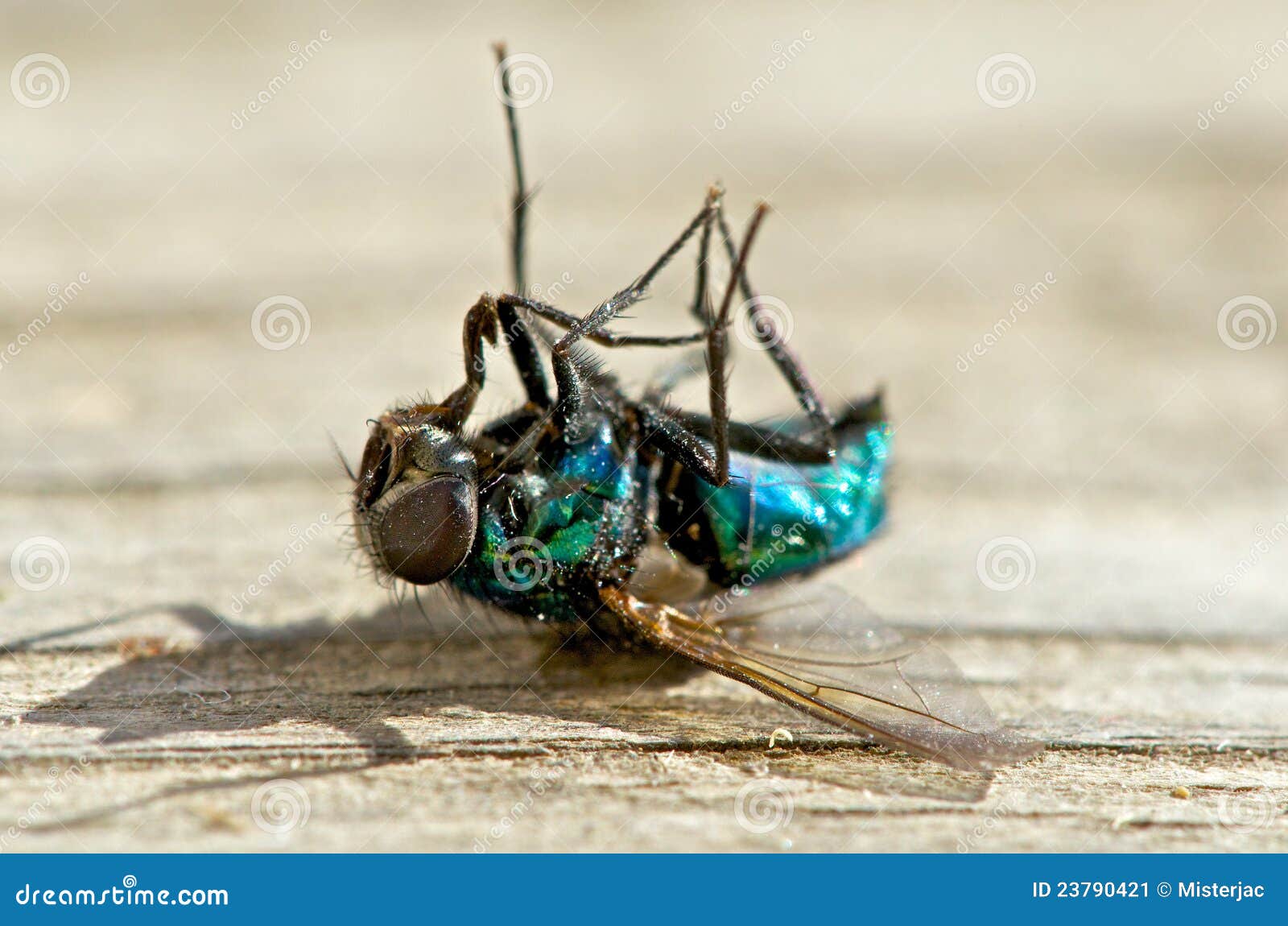 Tote Fliege stockbild. Bild von leben, grün, plage, sterben - 23790421