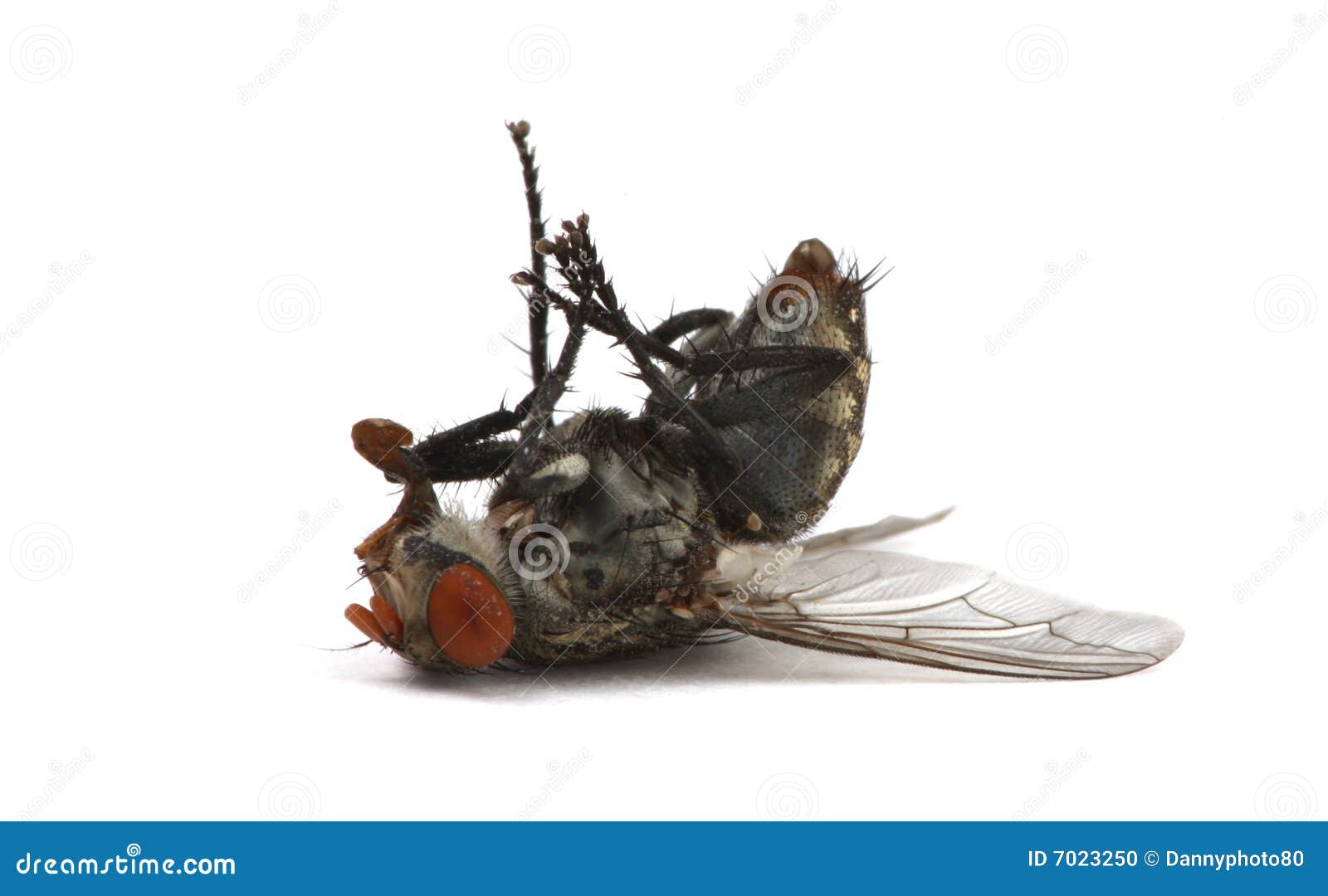 Tote Fliege stockfoto. Bild von würfel, insekt, schmutzig - 7023250