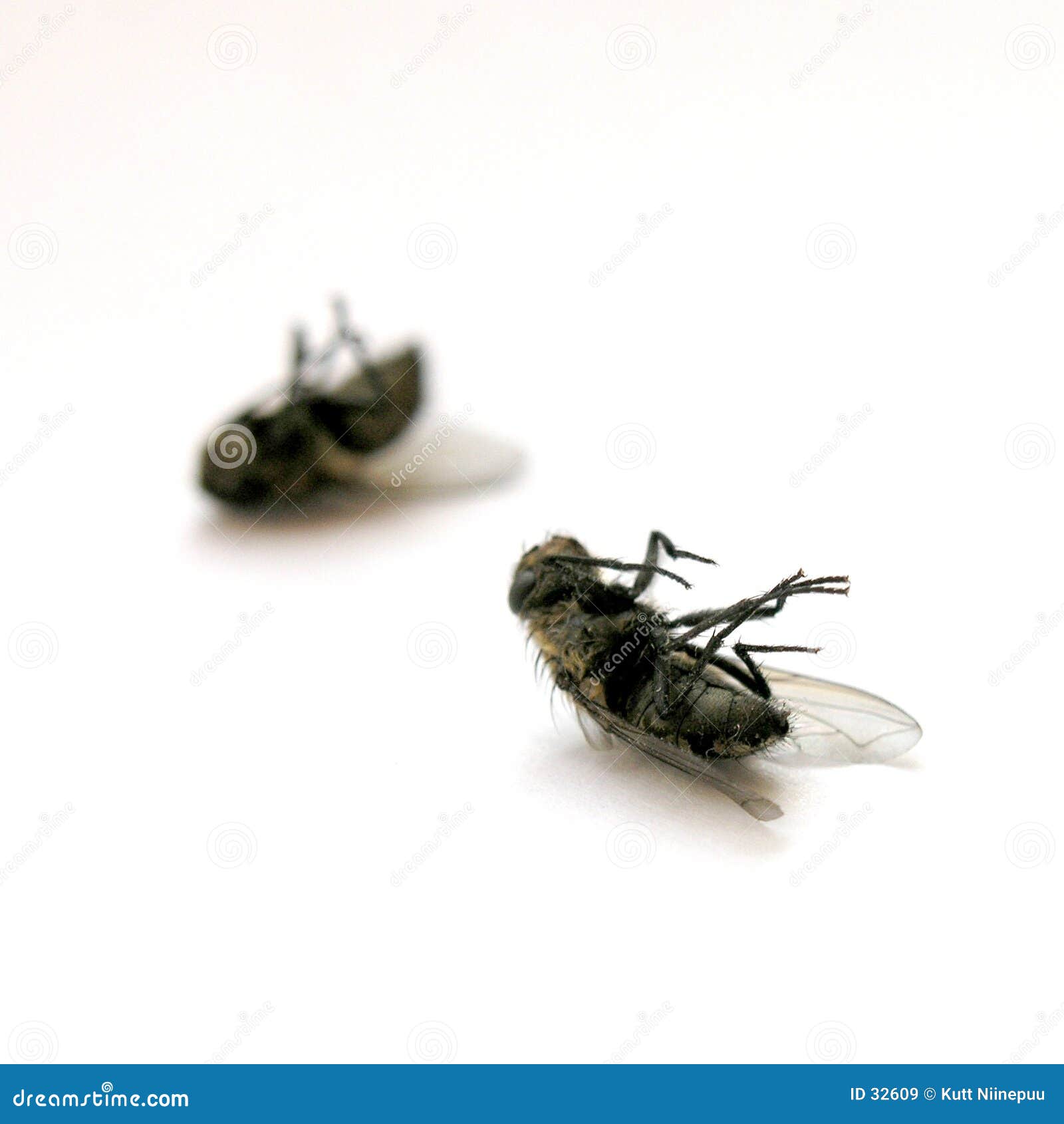 Tote Fliegen stockbild. Bild von fliege, fahrwerkbeine, makro - 32609