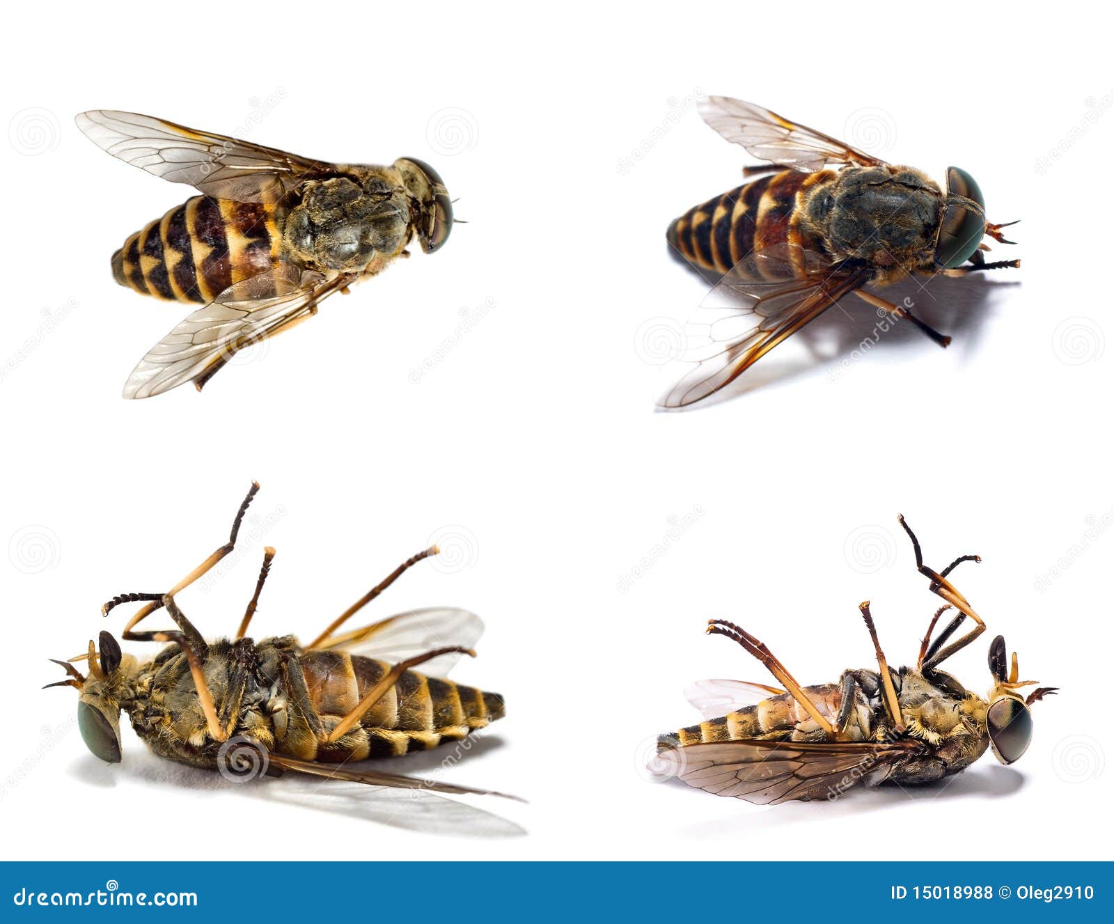 Tote Insekte 1 stockfoto. Bild von plage, grotesk, haar - 15018988