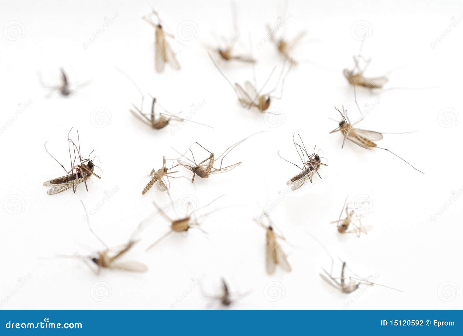 Tote Moskitos stockfoto. Bild von insekt, sommer, makro - 15120592