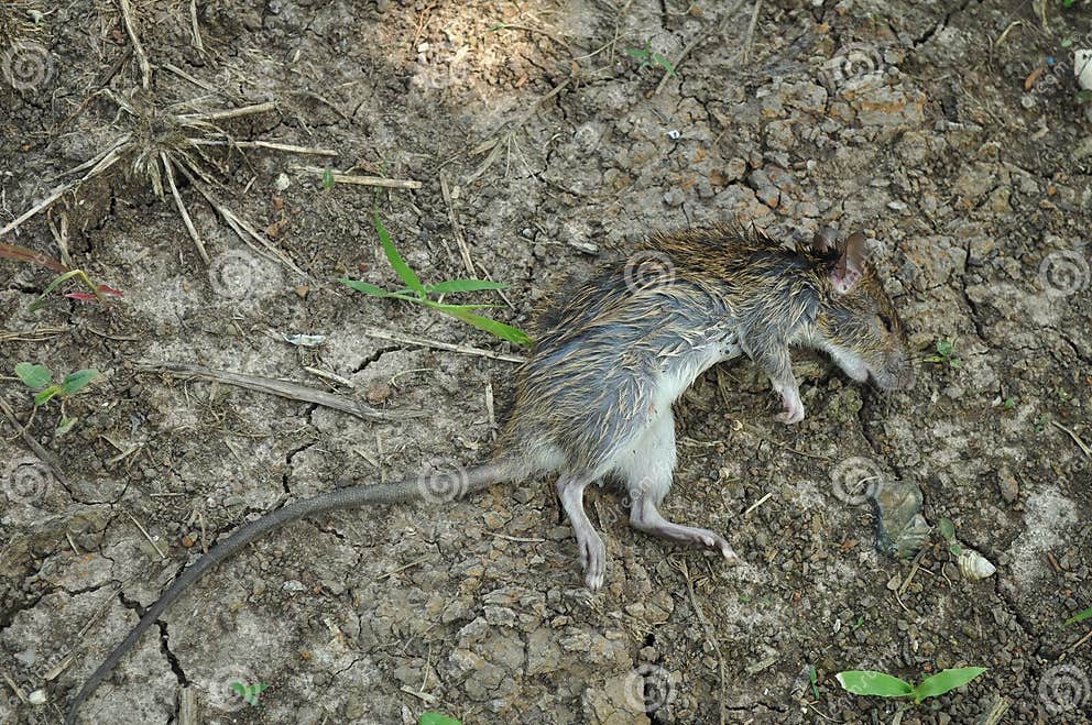 Tote Ratte stockfoto. Bild von maus, leblos, tier, nave - 34627738