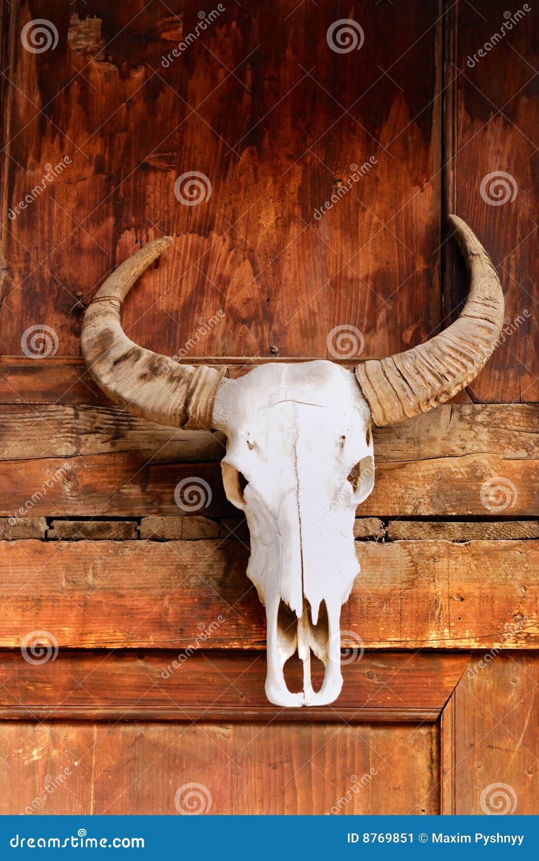 Totem the bull skull stock image. Image of death, heritage - 8769851
