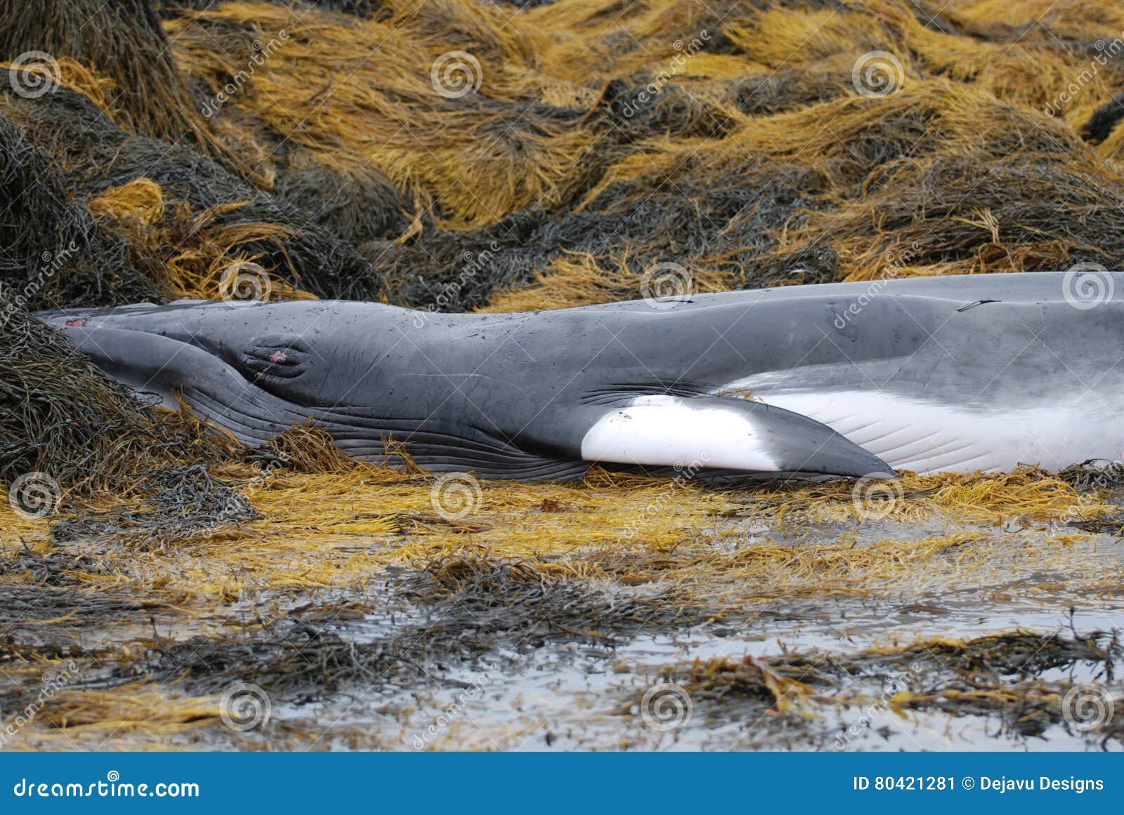 Toter Bartenwal Auf Einem Riff Stockbild - Bild von netz, felsen: 80421281