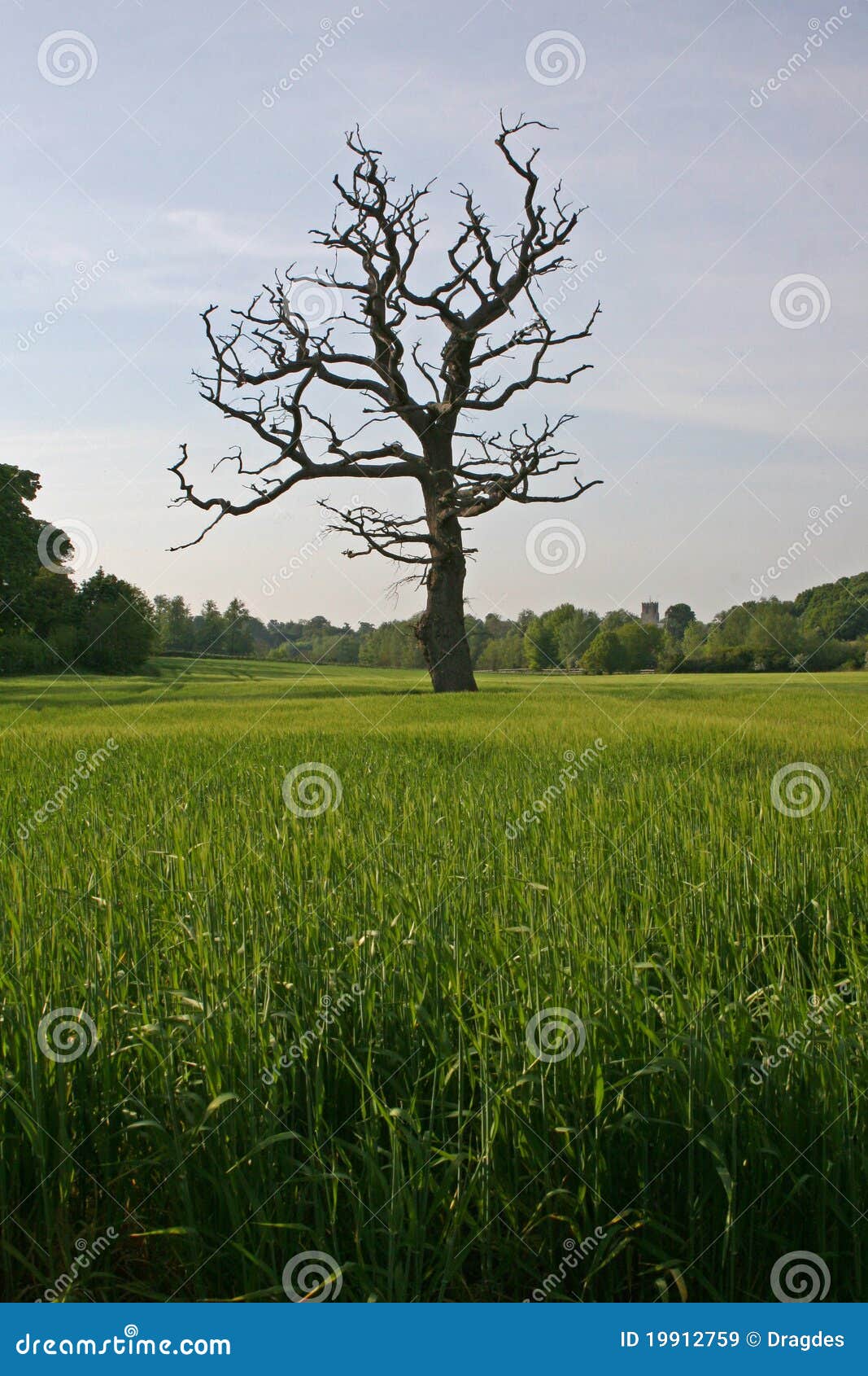Toter Baum auf dem Gebiet stockbild. Bild von getreide - 19912759