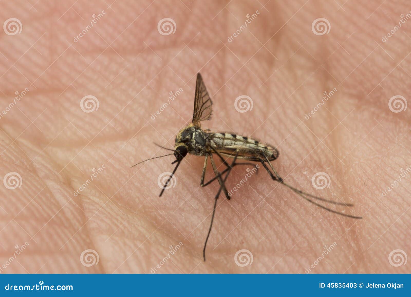 Toter Moskito stockbild. Bild von hintergrund, ansteckend - 45835403
