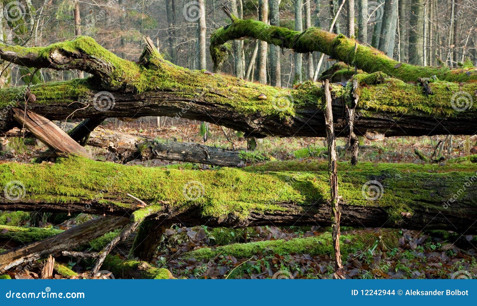 Totes Gebrochenes Baummoos Eingewickelt Stockfoto - Bild von herbst ...