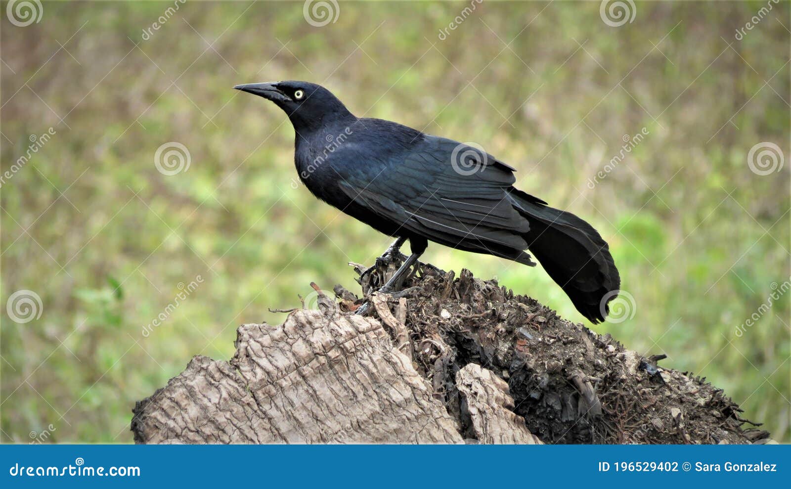Toti black birds of Cuba stock photo. Image of eagle - 196529402