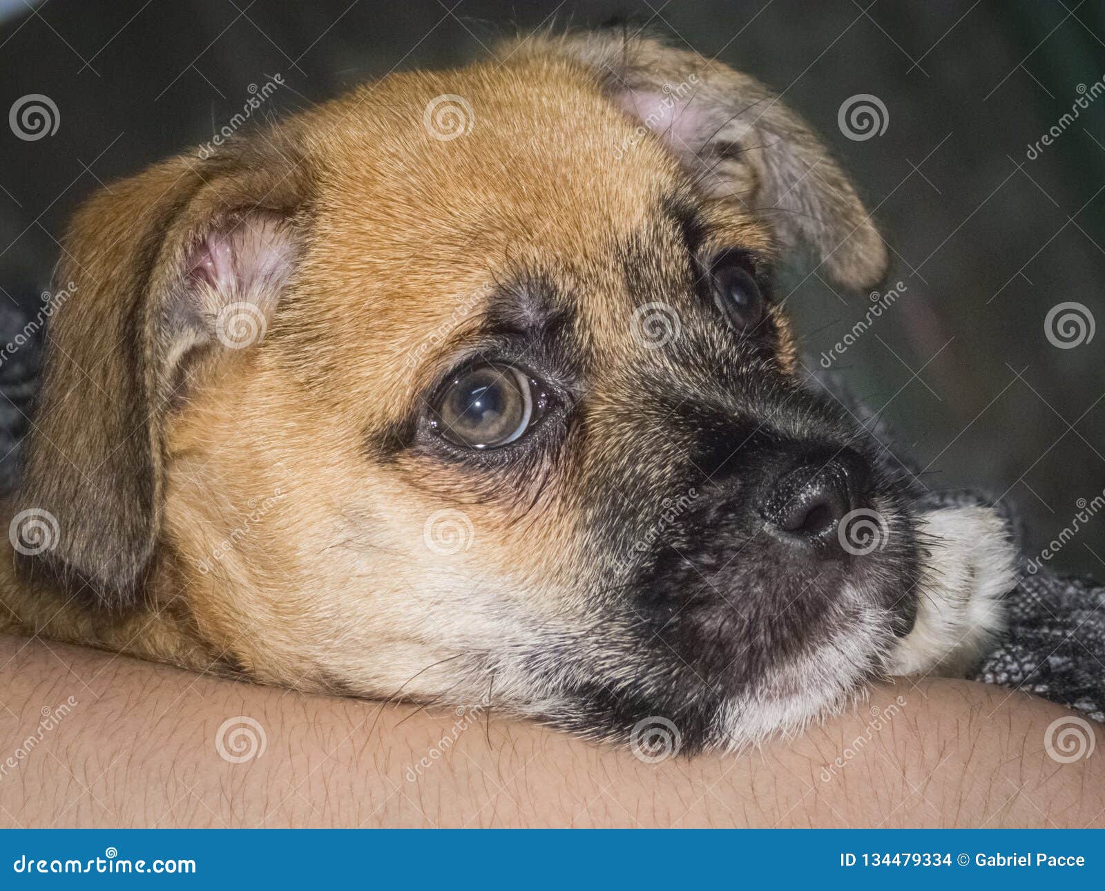 Toto el perro foto de archivo. Imagen de doméstico, animal - 134479334