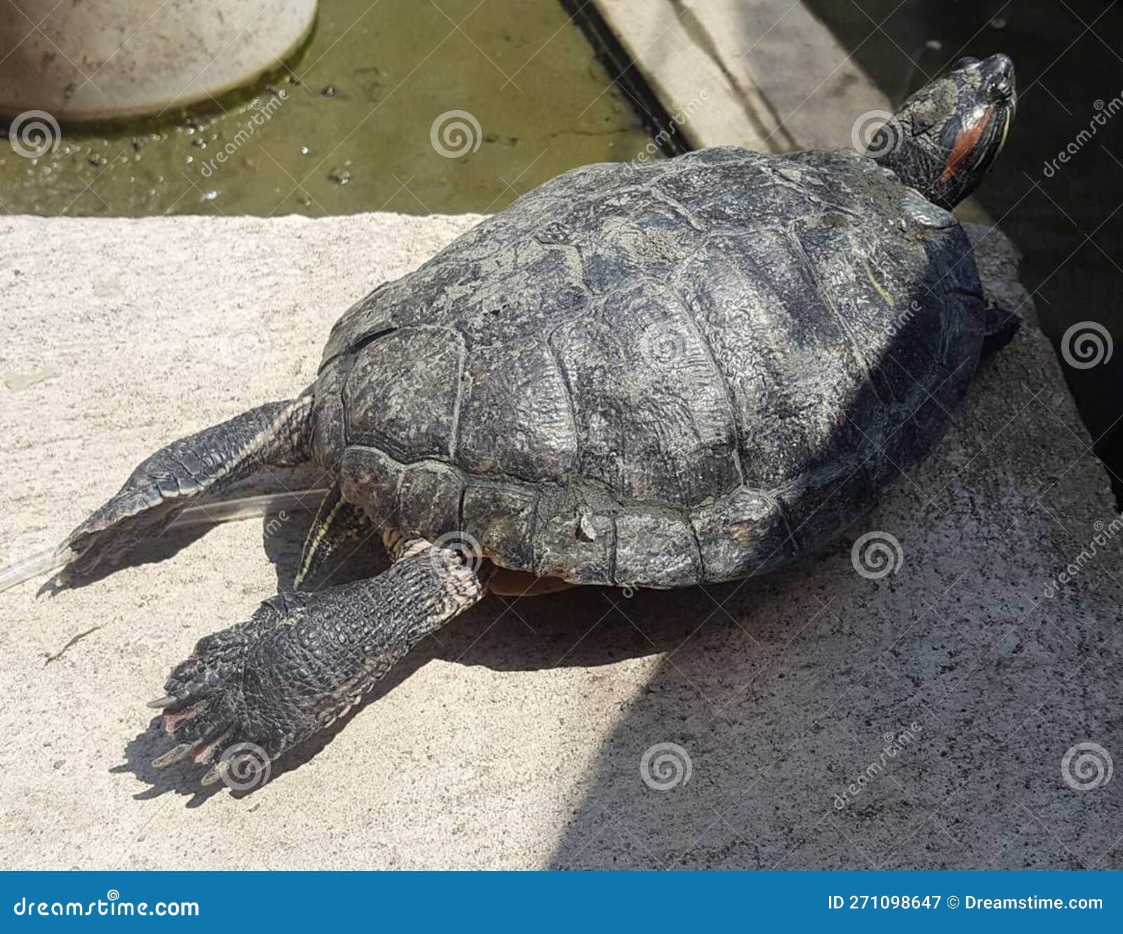 Toto turtles sunbathing stock image. Image of time, toto - 271098647