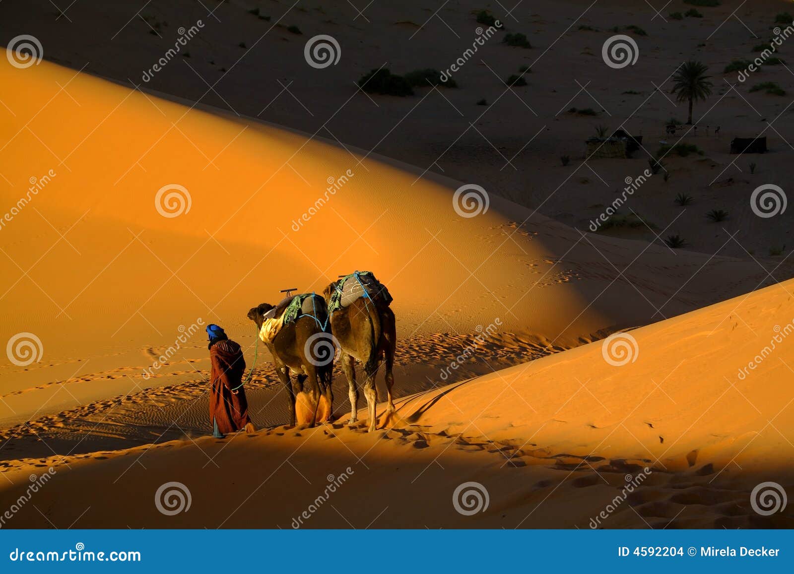Touareg and camels stock photo. Image of camel, trace - 4592204