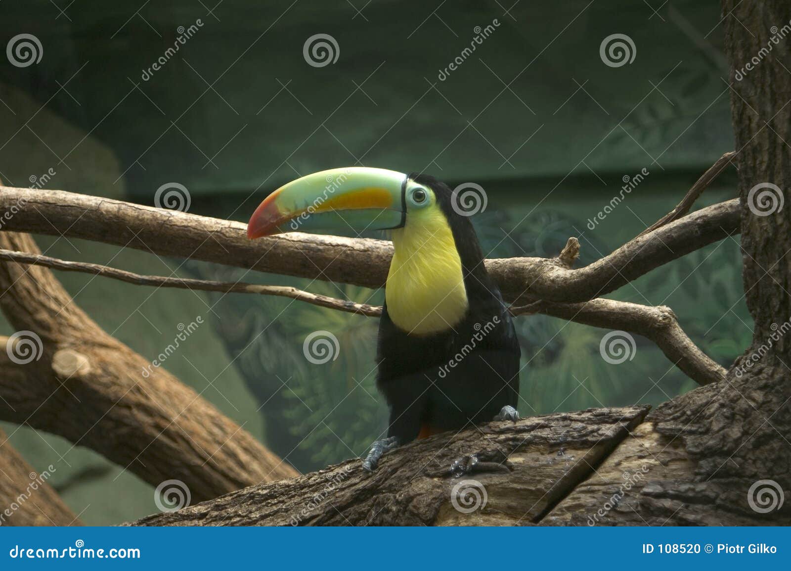 Toucan. stock photo. Image of colourful, color, beady, colours - 108520