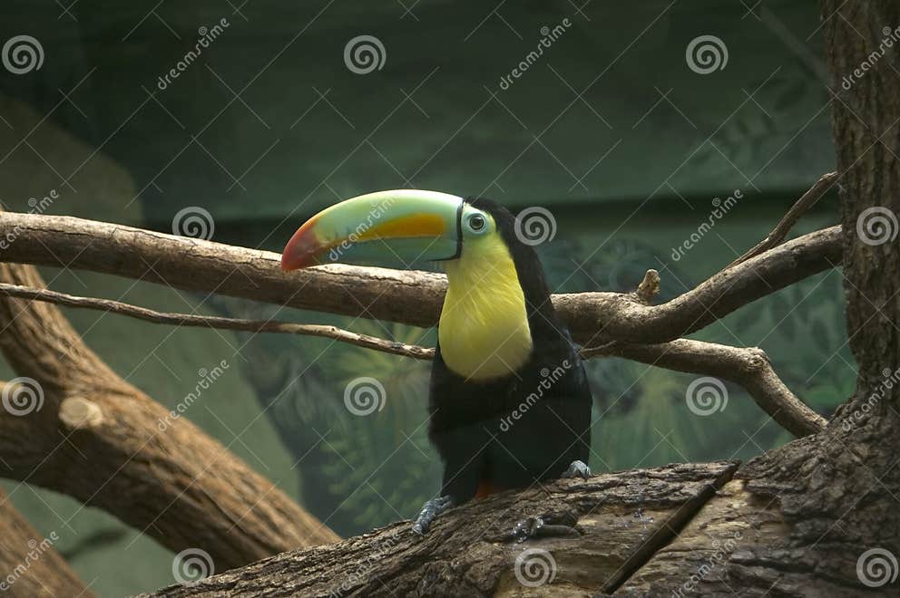 Toucan. stock photo. Image of colourful, color, beady, colours - 108520