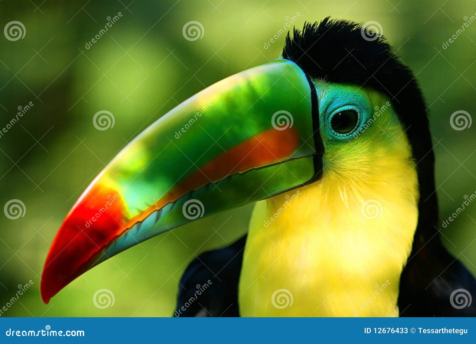 Toucan stock image. Image of tongue, portrait, amazon - 12676433