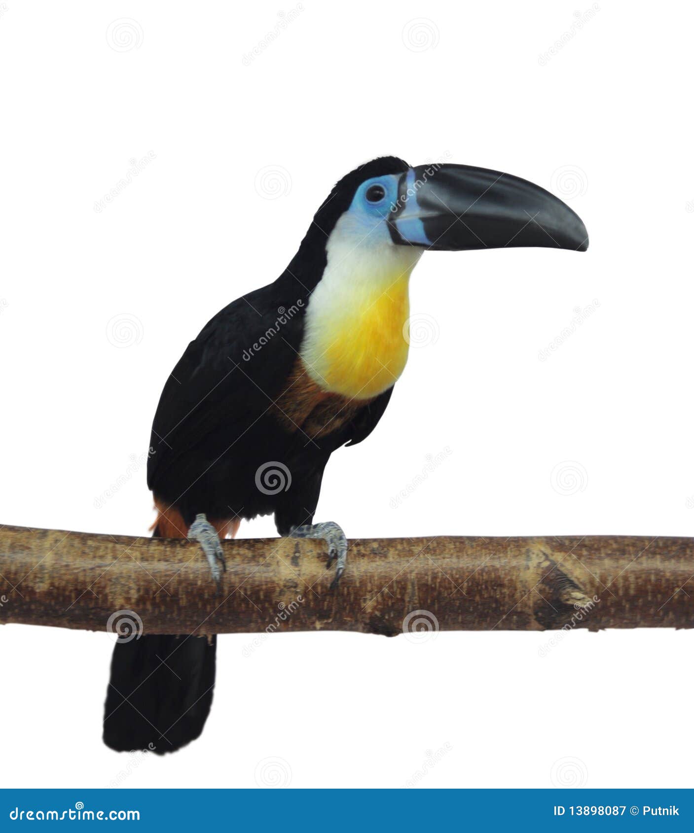 Toucan stock image. Image of safari, colorful, white - 13898087