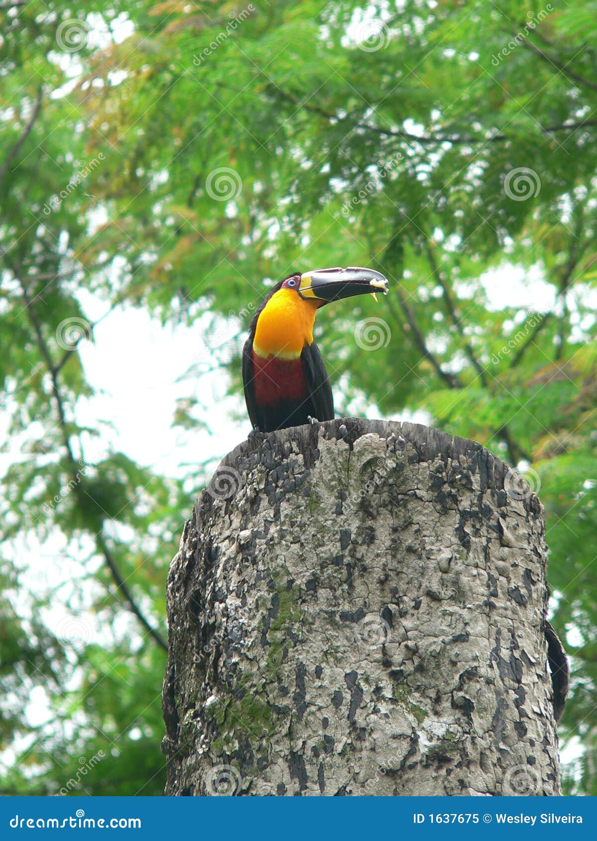 Toucan stock image. Image of bill, endangered, eyes, cage - 1637675