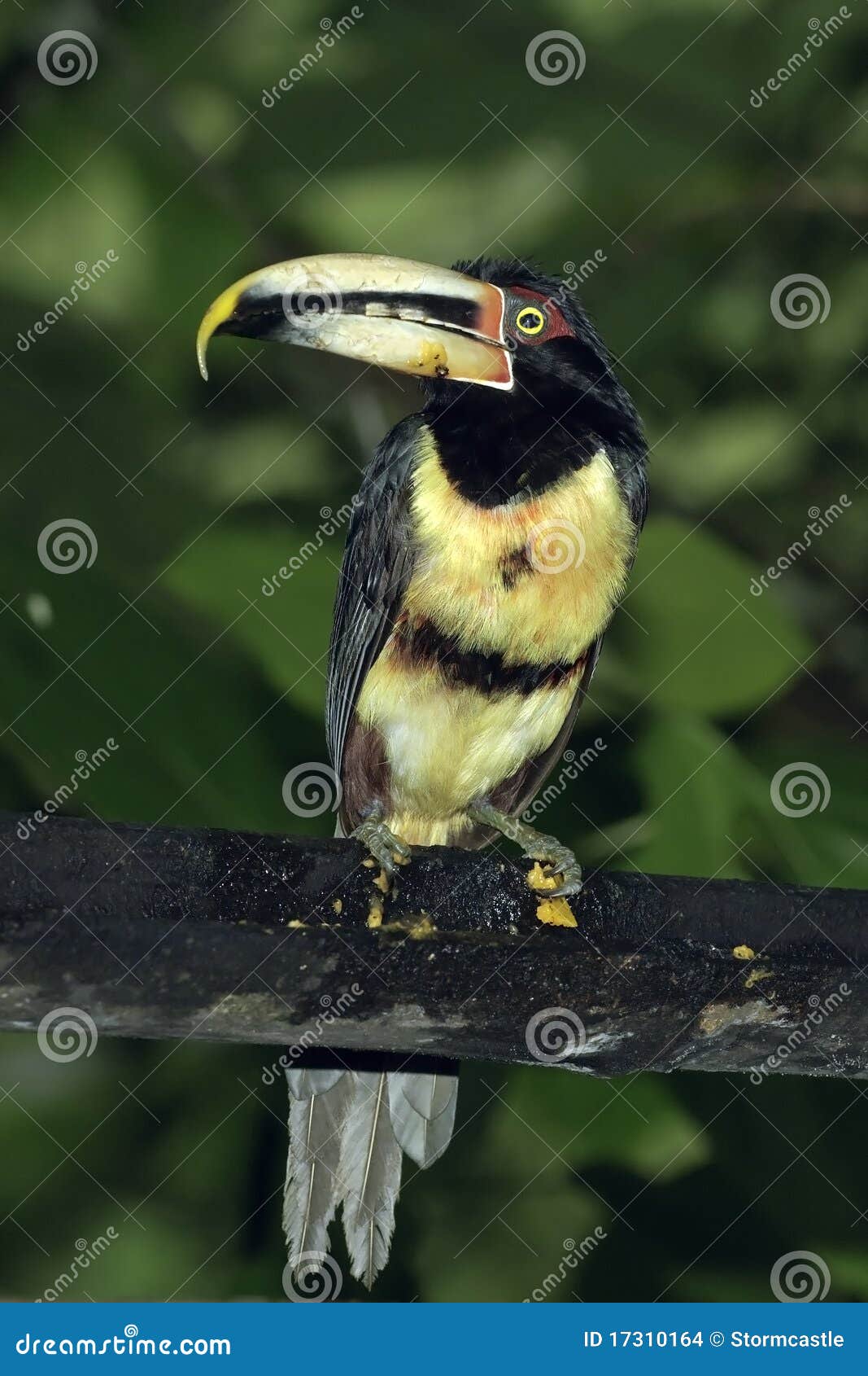 Toucan stock photo. Image of brazil, jungle, america - 17310164