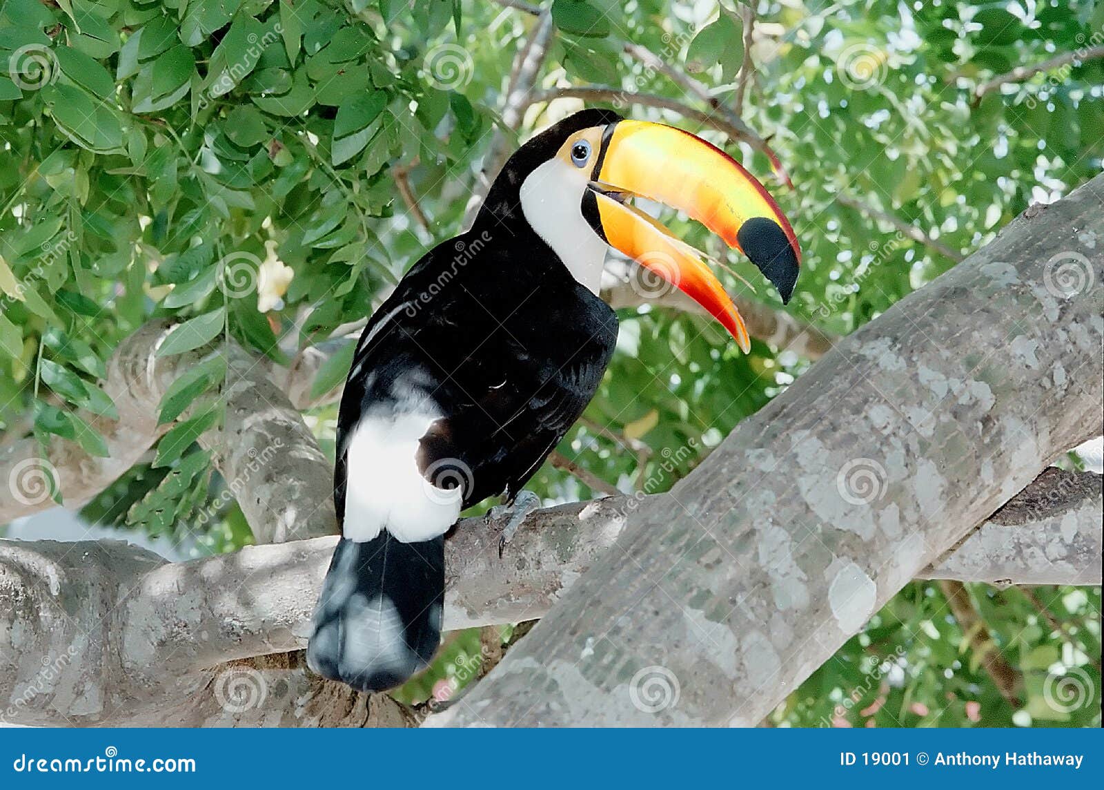 Toucan stock image. Image of toucan, ramphastidae, pantanal - 19001