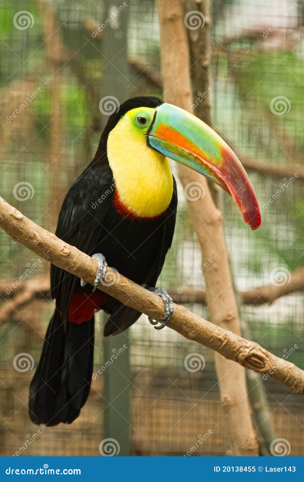Toucan stock image. Image of head, isolated, beak, exotic - 20138455