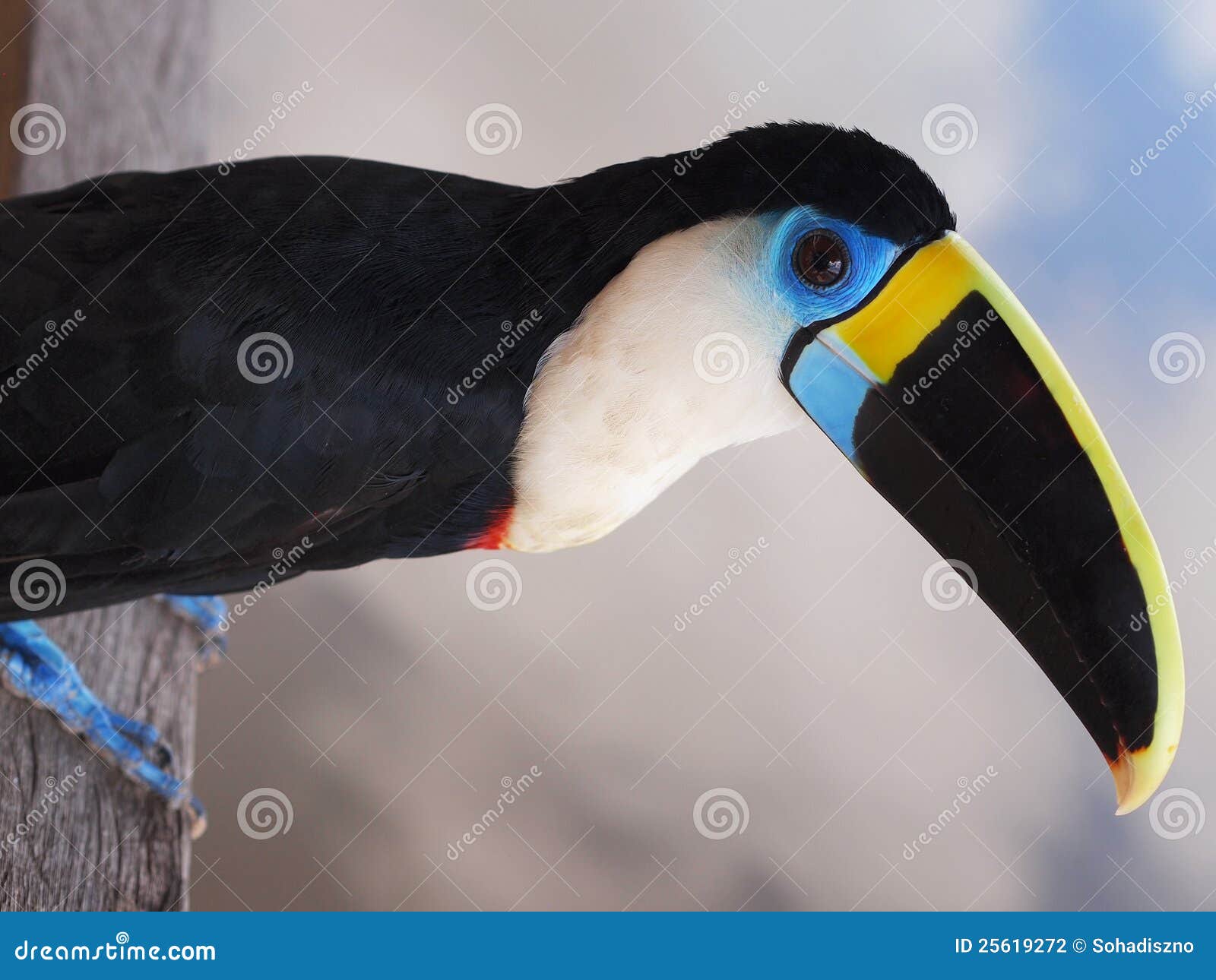 Toucan stock photo. Image of toucan, wild, amazonas, bird - 25619272