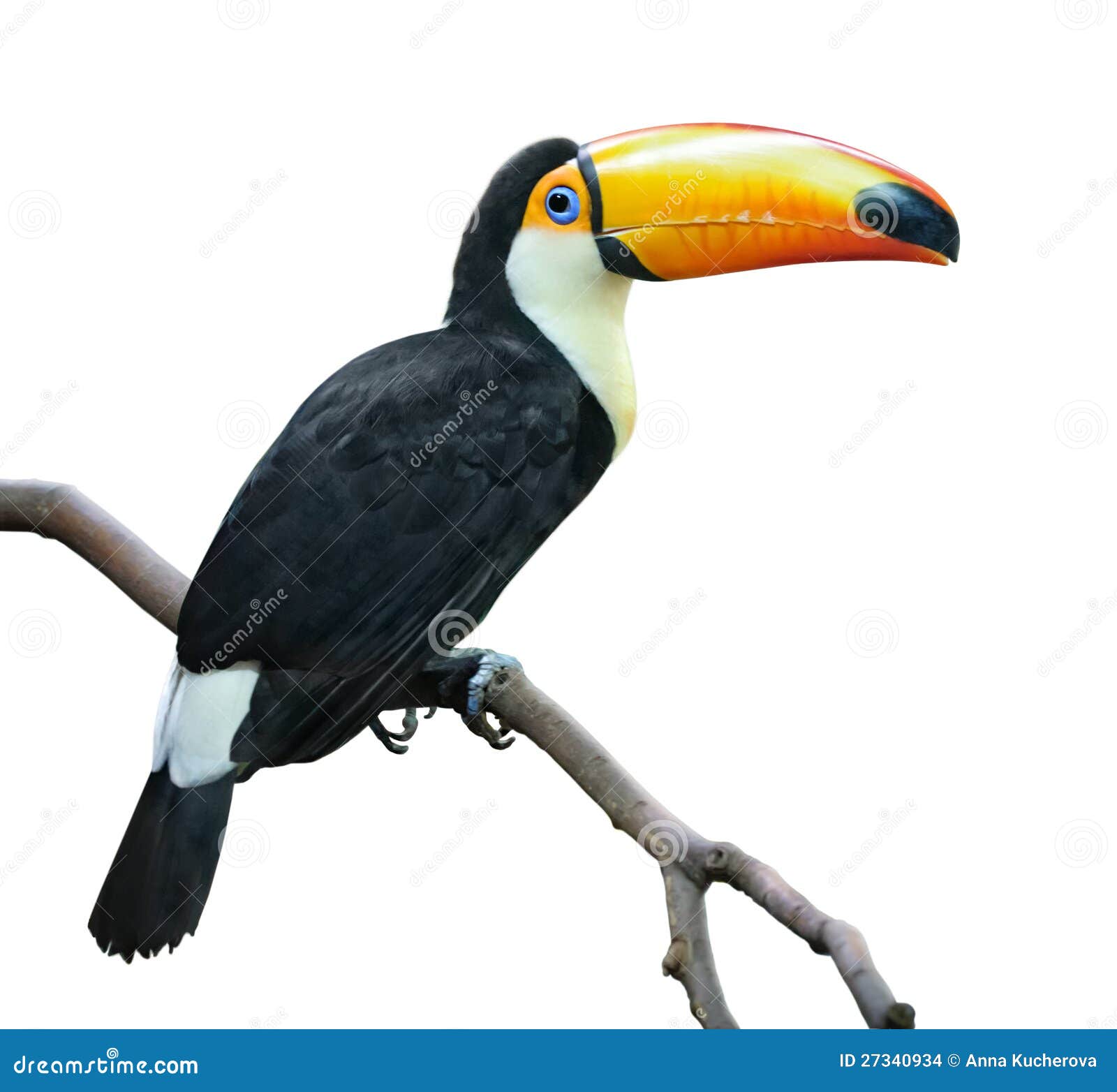 Toucan stock photo. Image of bird, avian, colorful, toco - 27340934